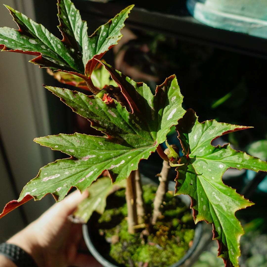 How Do I Propagate My Begonia 'Sophie Cecile'?