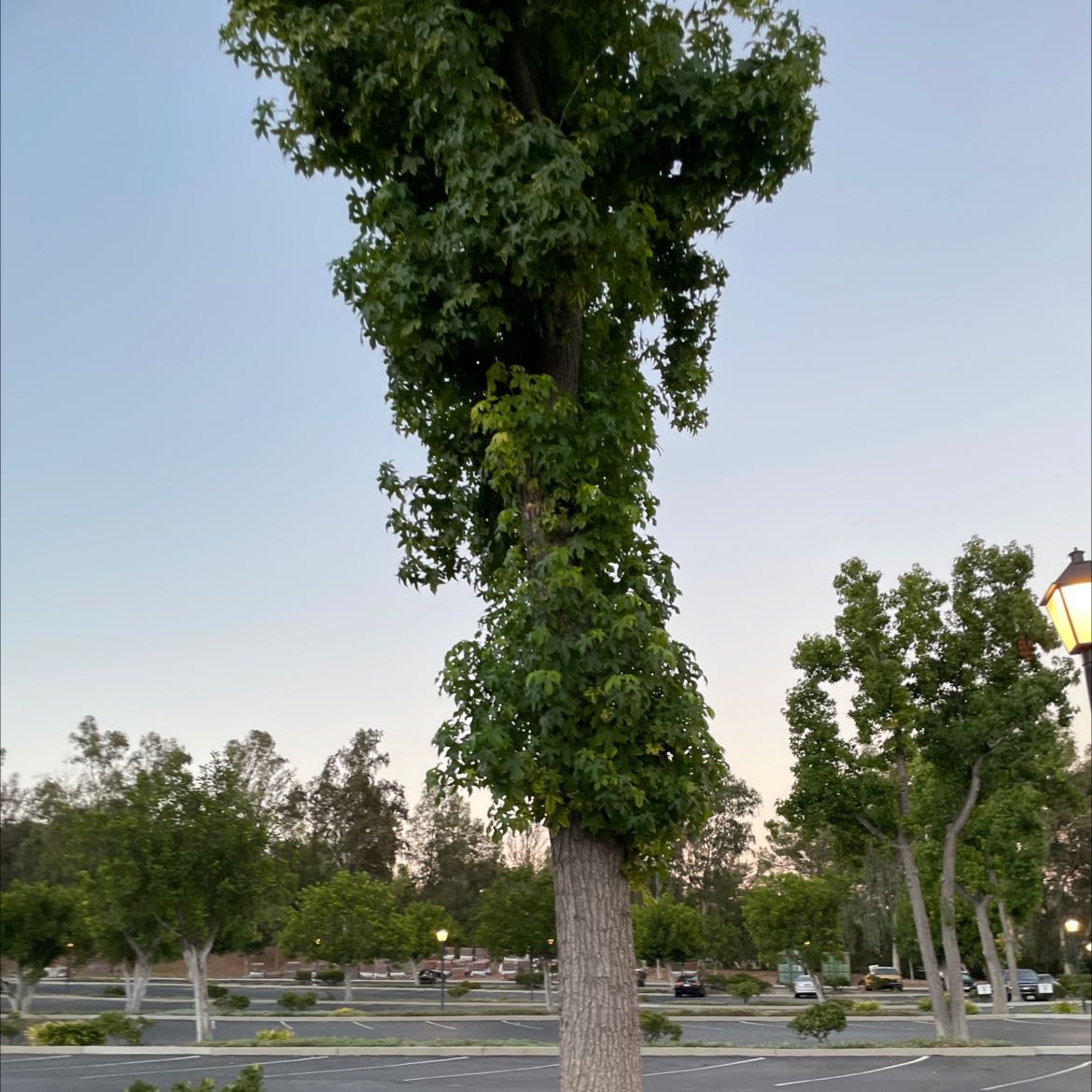 Propagating Your Sweetgum: Step-by-Step Guide