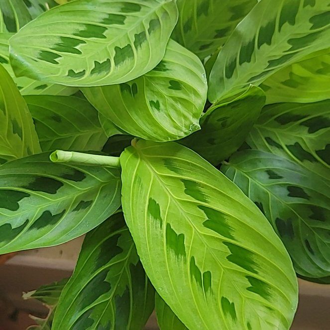 Kardashian | A plant by @TitanicCaladium on Greg