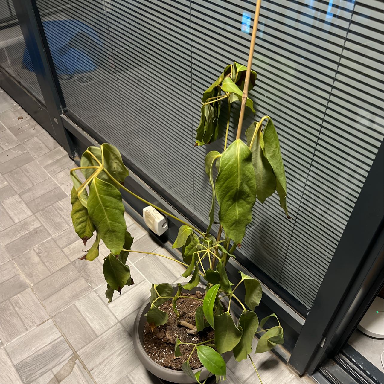 Why Are My Octopus Tree Leaves Mushy?