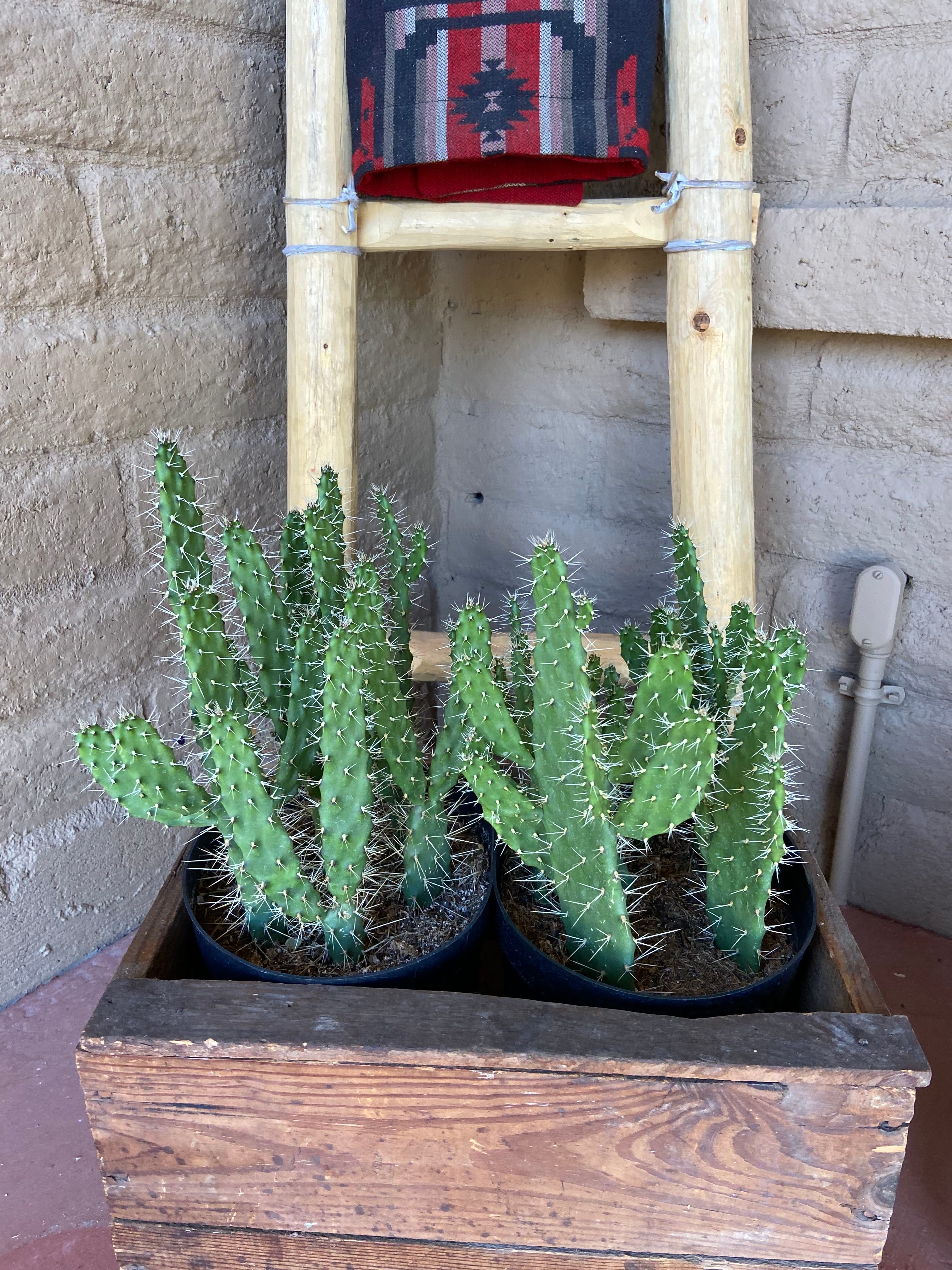 Growing a cute Consolea Opuntia Slim Spiny?