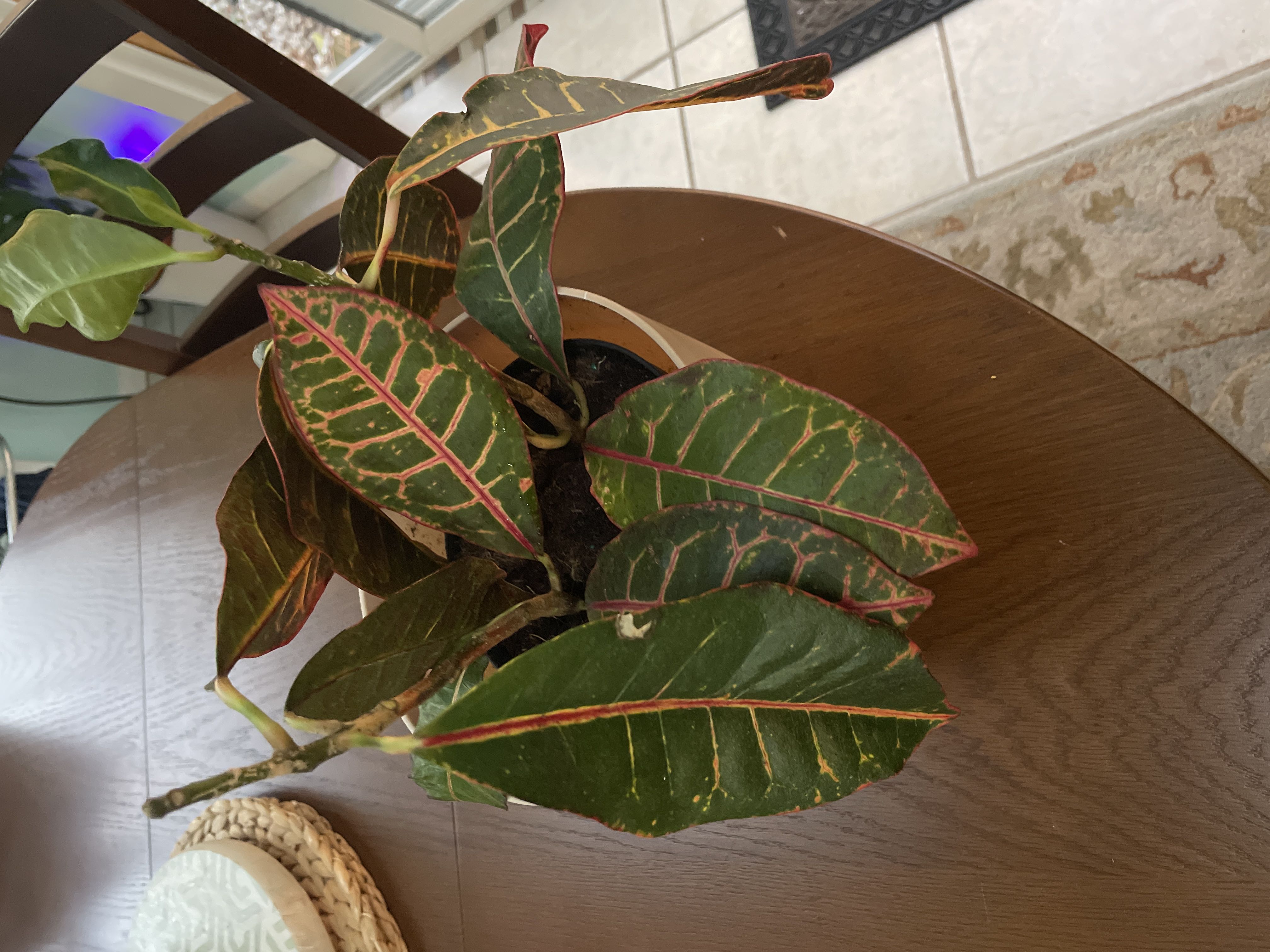Help! My plant randomly started dropping leaves! No color...