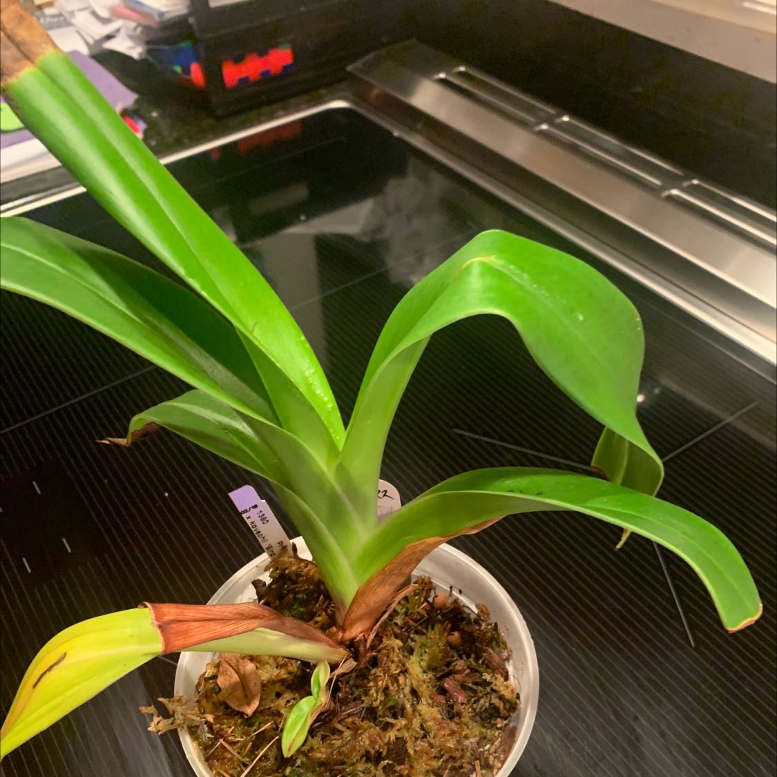 How to Care for Ruby Slipper Orchid: Mastering Water, Sunlight & More