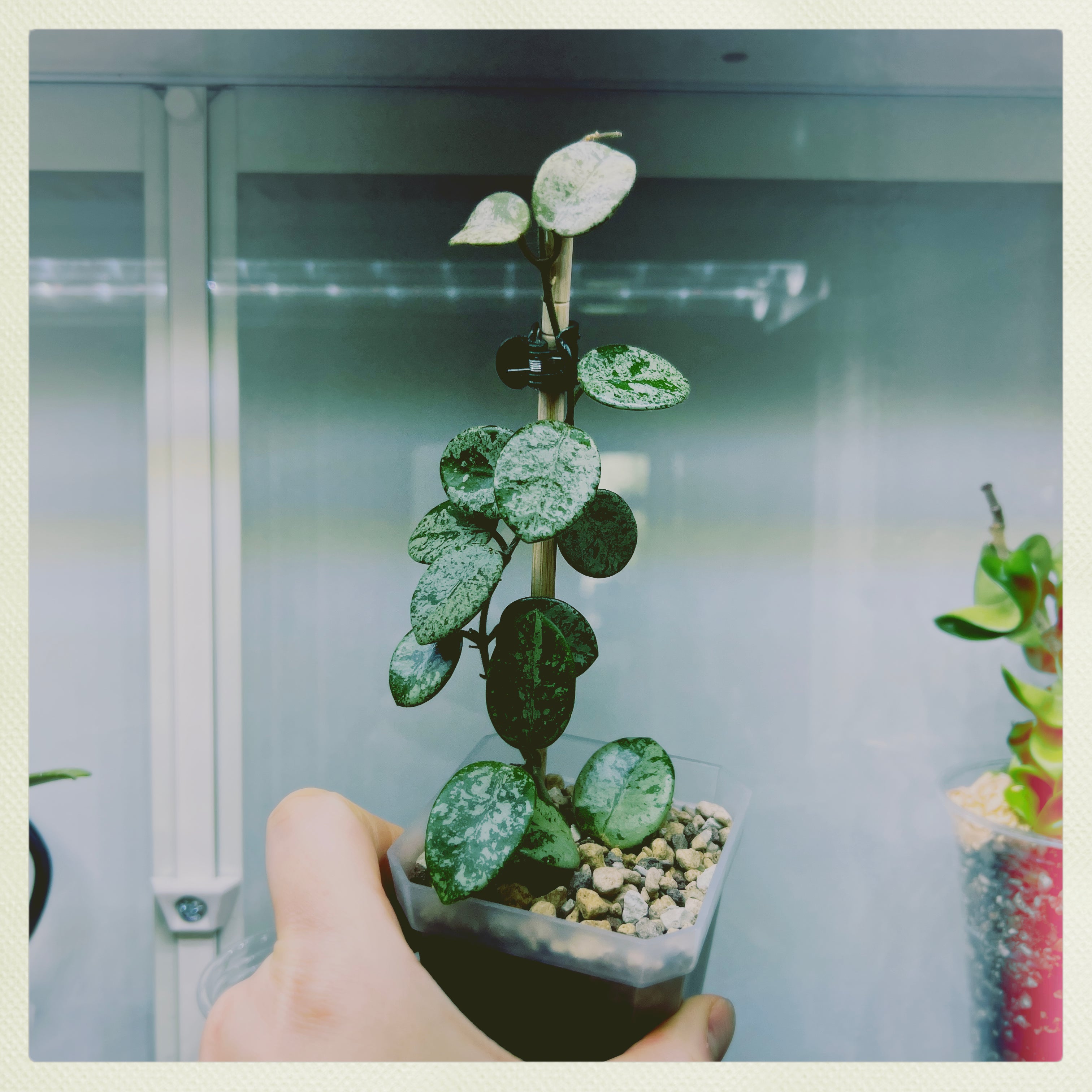 Personalized Hoya 'Mathilde Super Splash' Care: Water, Light, Nutrients ...