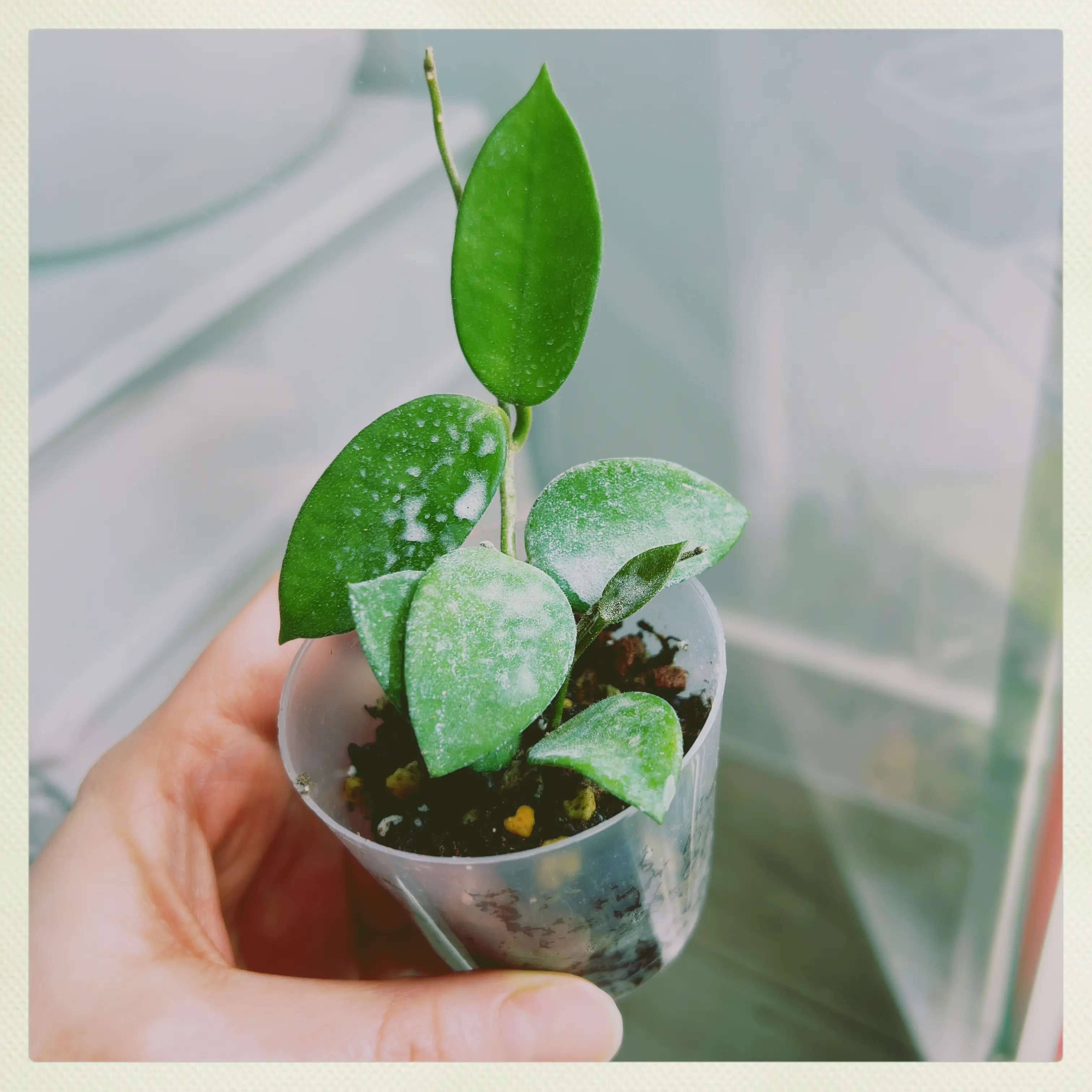 How to Care for Hoya 'Chouke': Mastering Water, Sunlight & More