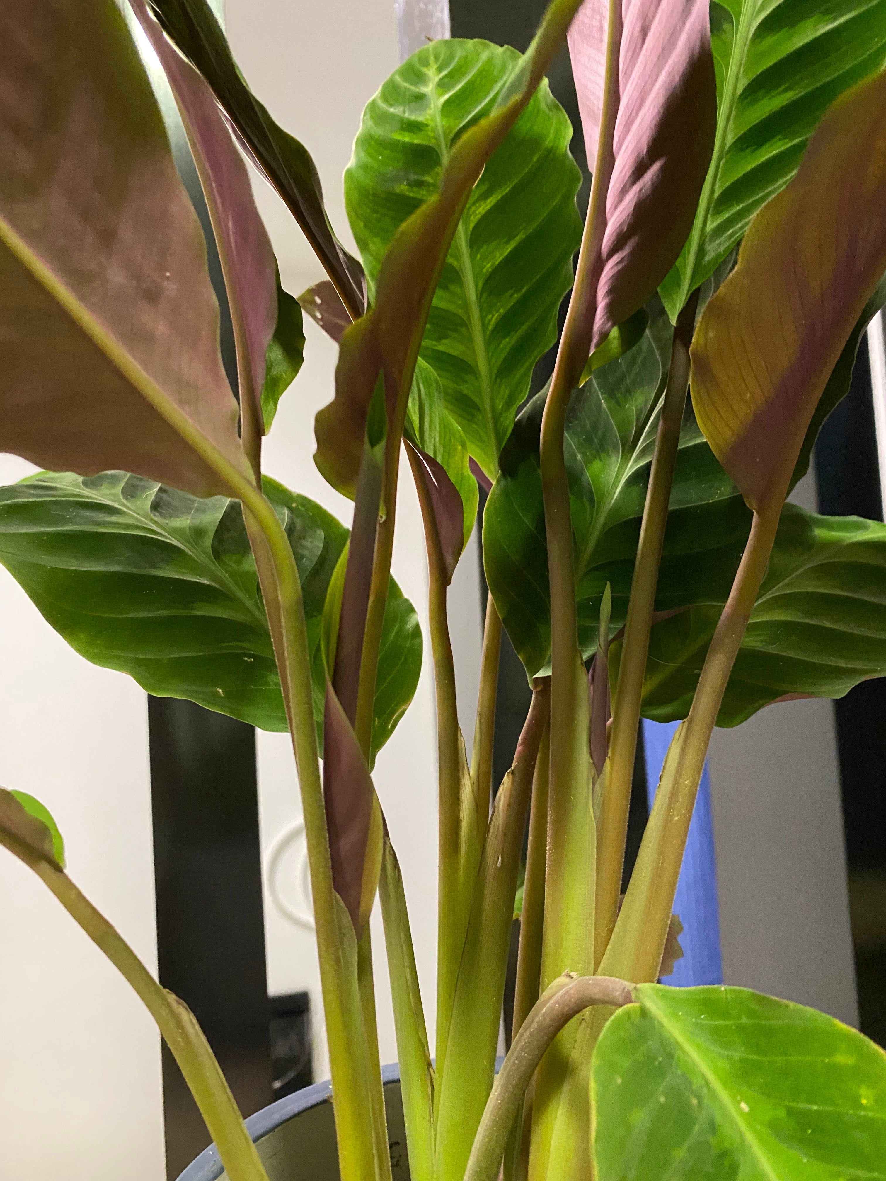 How to Care for Jungle Velvet: Mastering Water, Sunlight & More