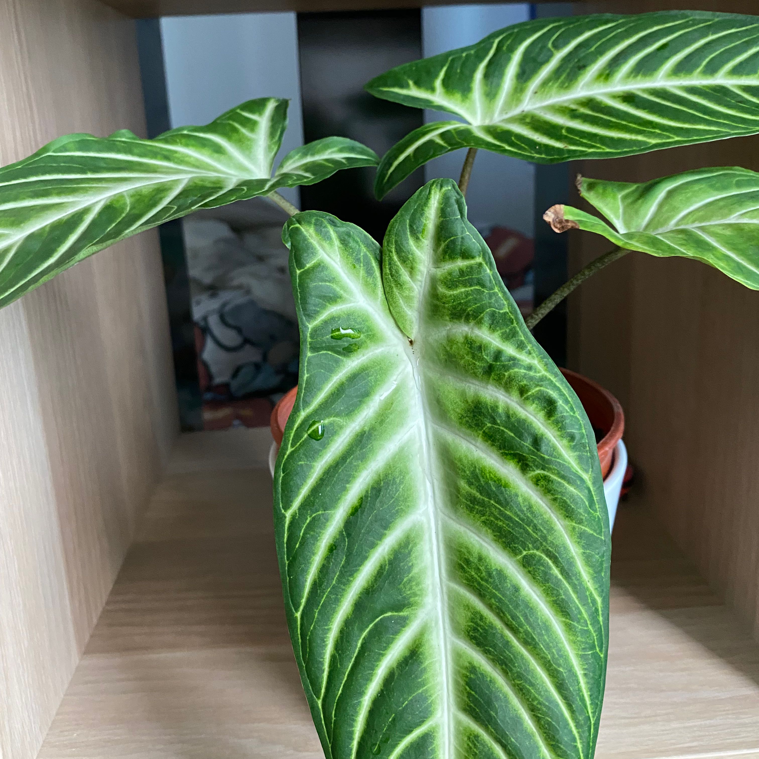 Brown Spots On Caladium Lindenii 'magnificum' Leaves