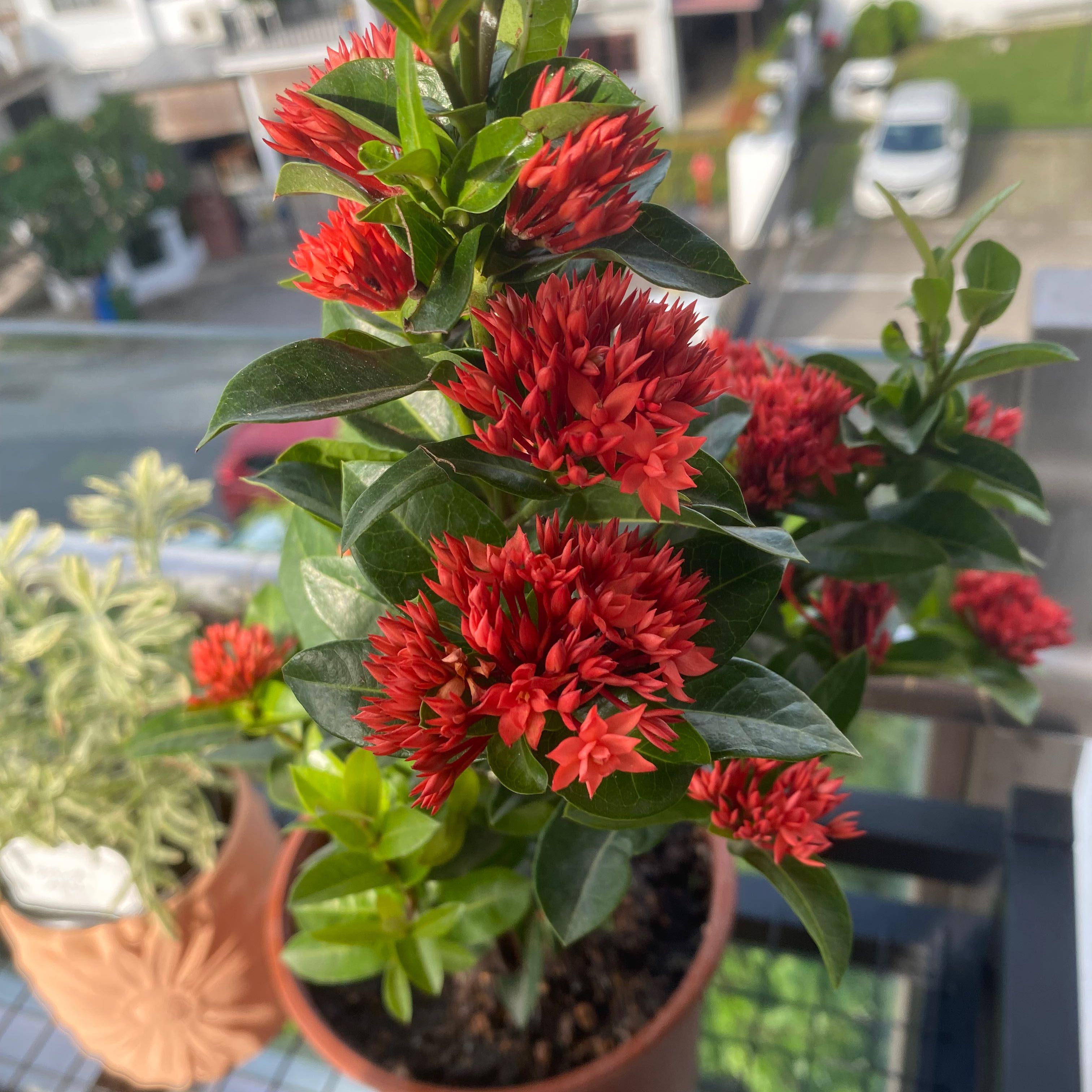 Propagating Flame of the Woods: Step-by-Step Guide