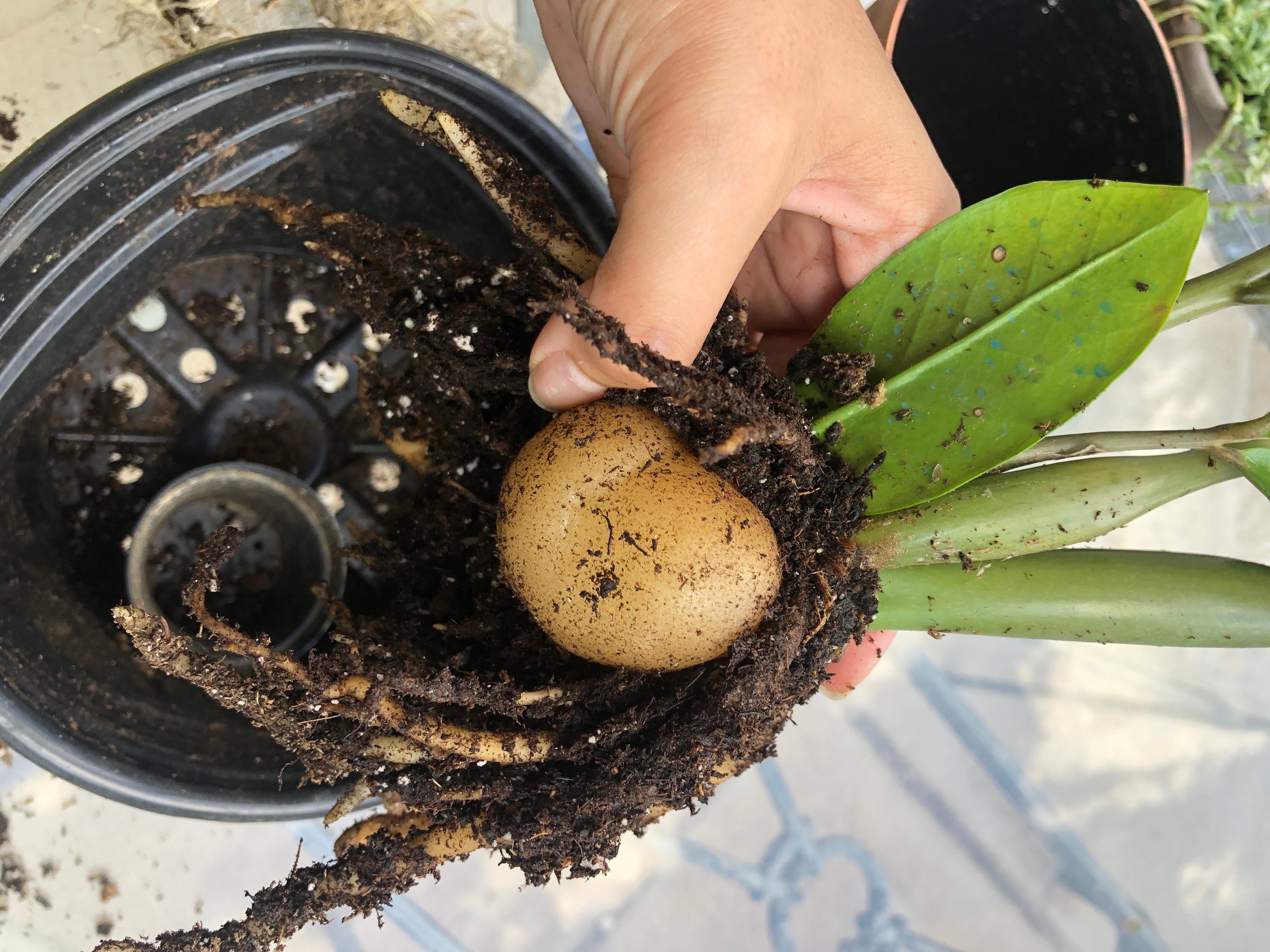 What is this weird bulb at the base of my zz plant?