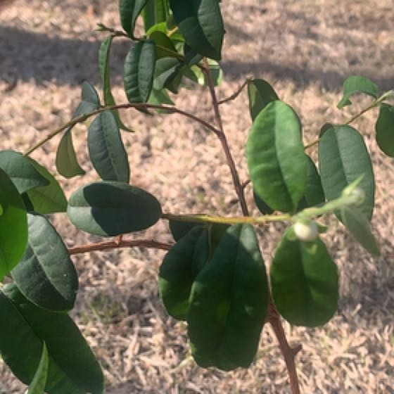 Pitangatuba Tree: How Much Water & Light Does it Need to Thrive?