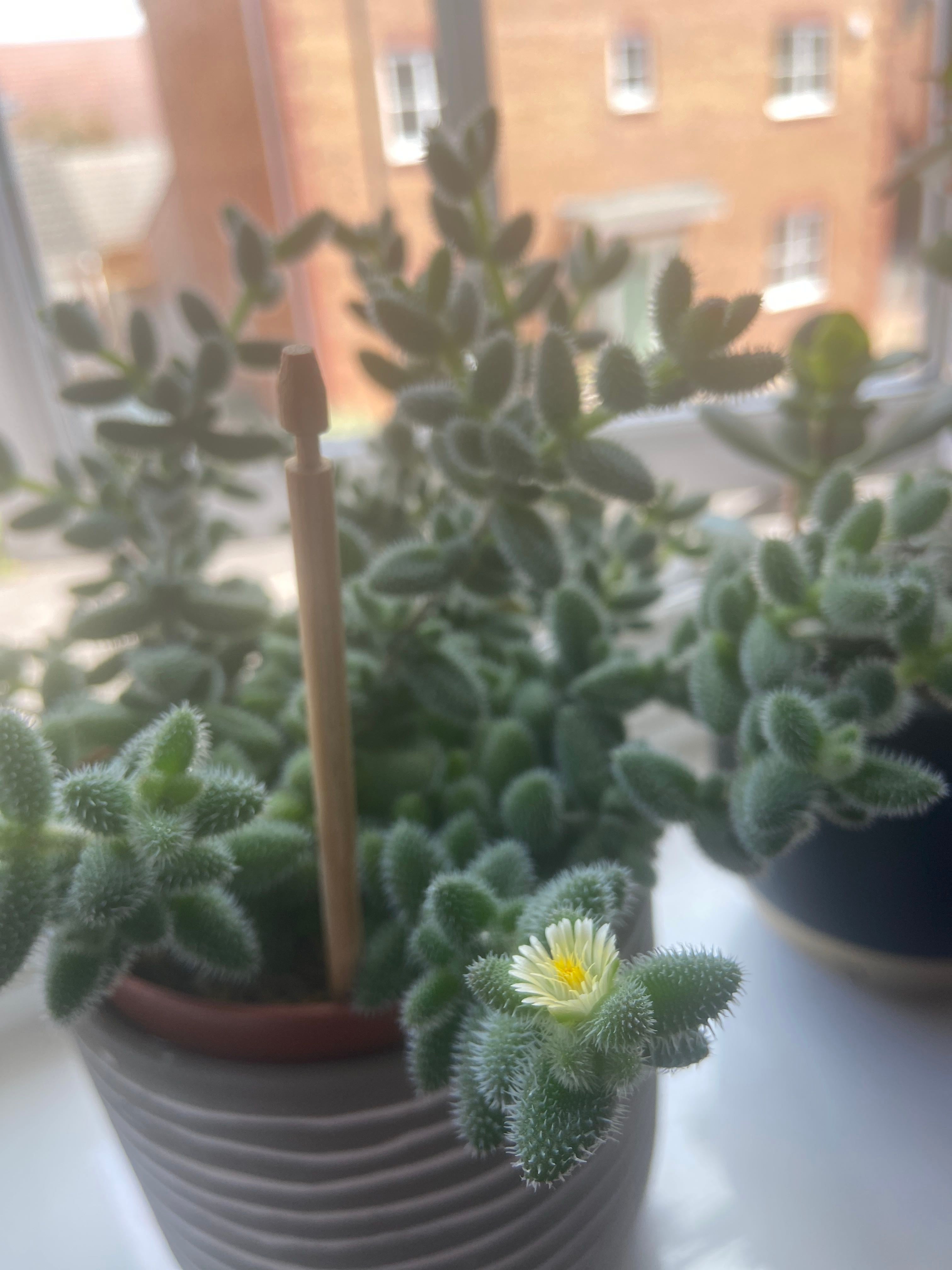 my pickle plant has the cutest flower… does anyone..
