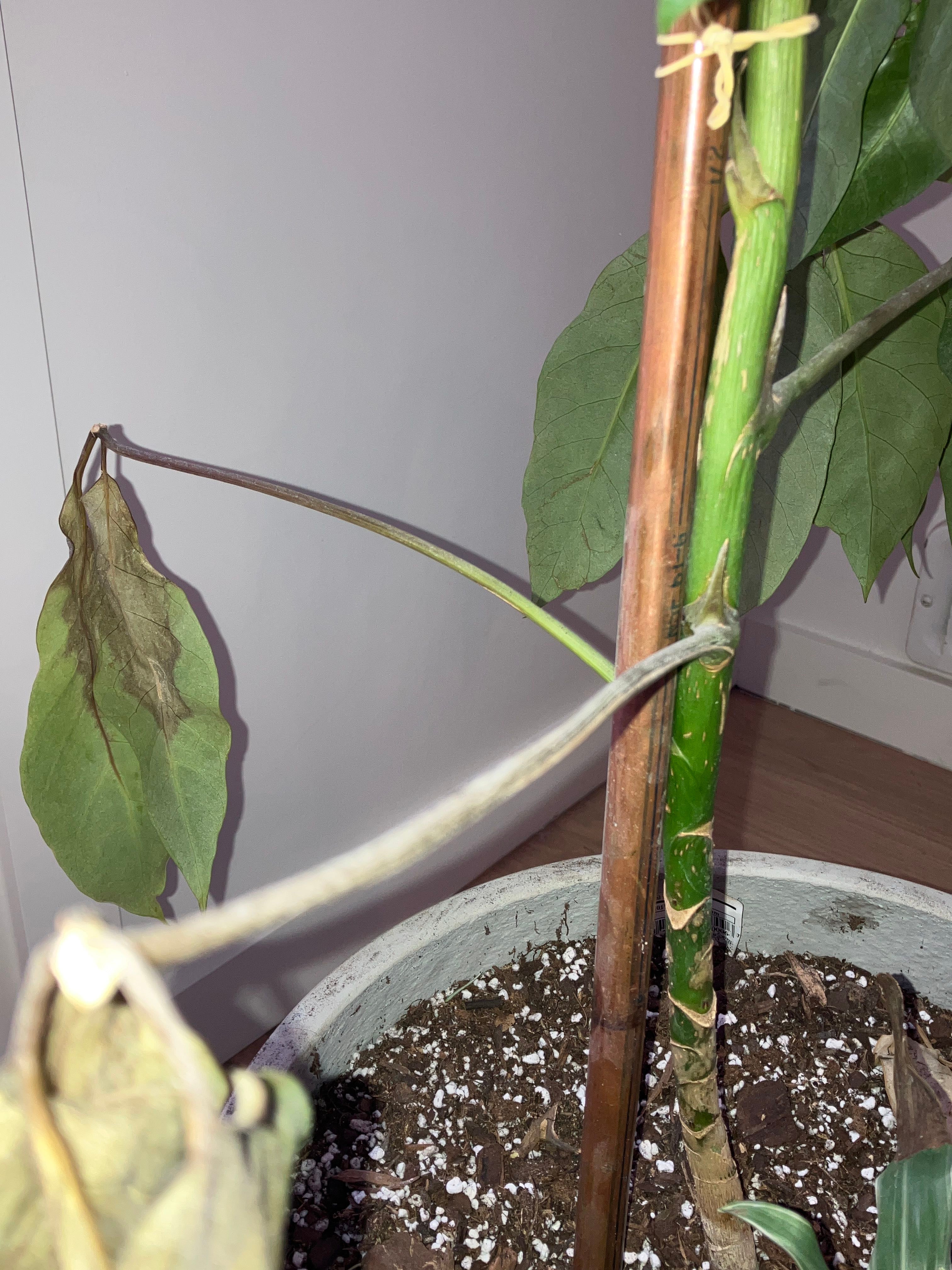 💡 Ultimate Guide to Solving Schefflera Problems