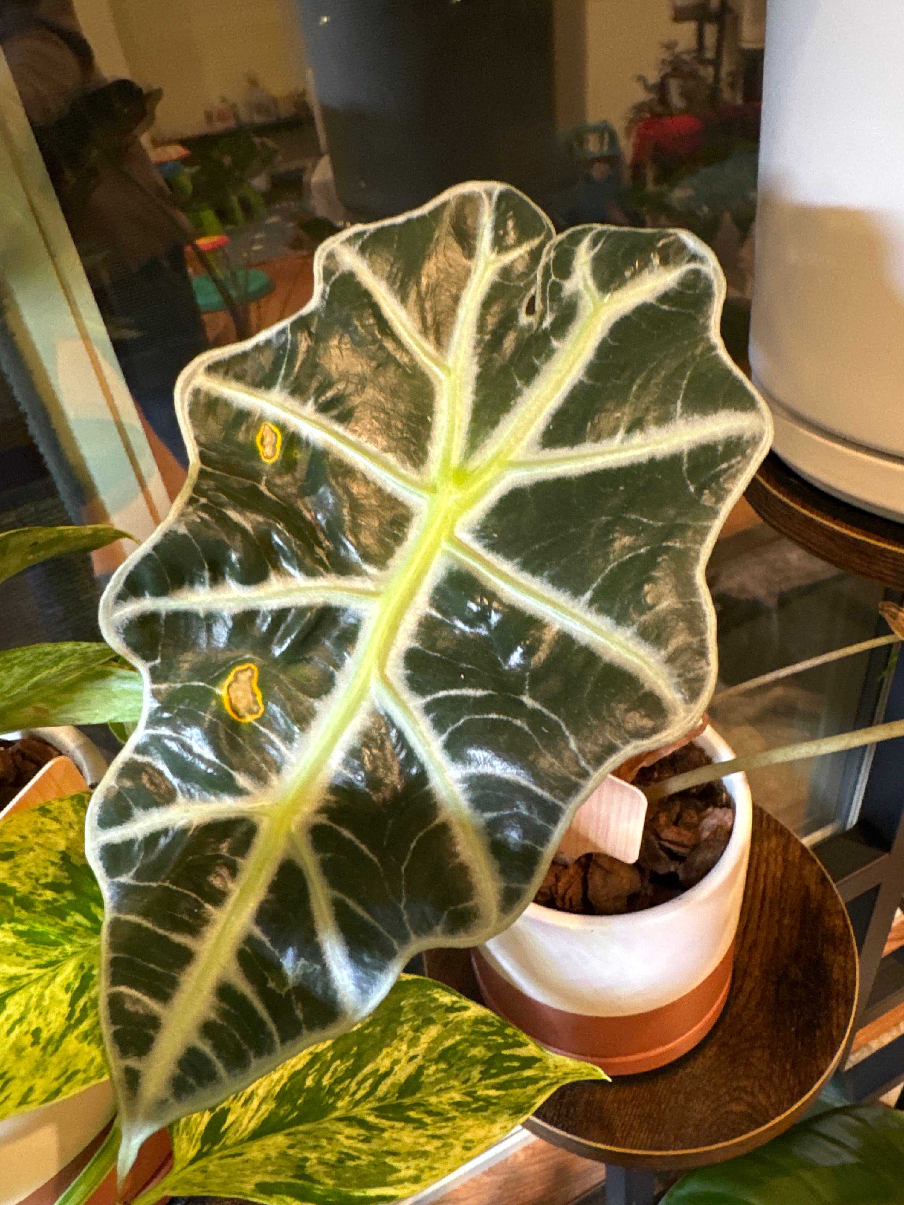 Symbolism And Benefits Of The Alocasia Polly Plant