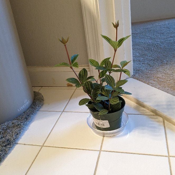 Personalized Raydiance Peperomia Care: Water, Light, Nutrients | Greg App