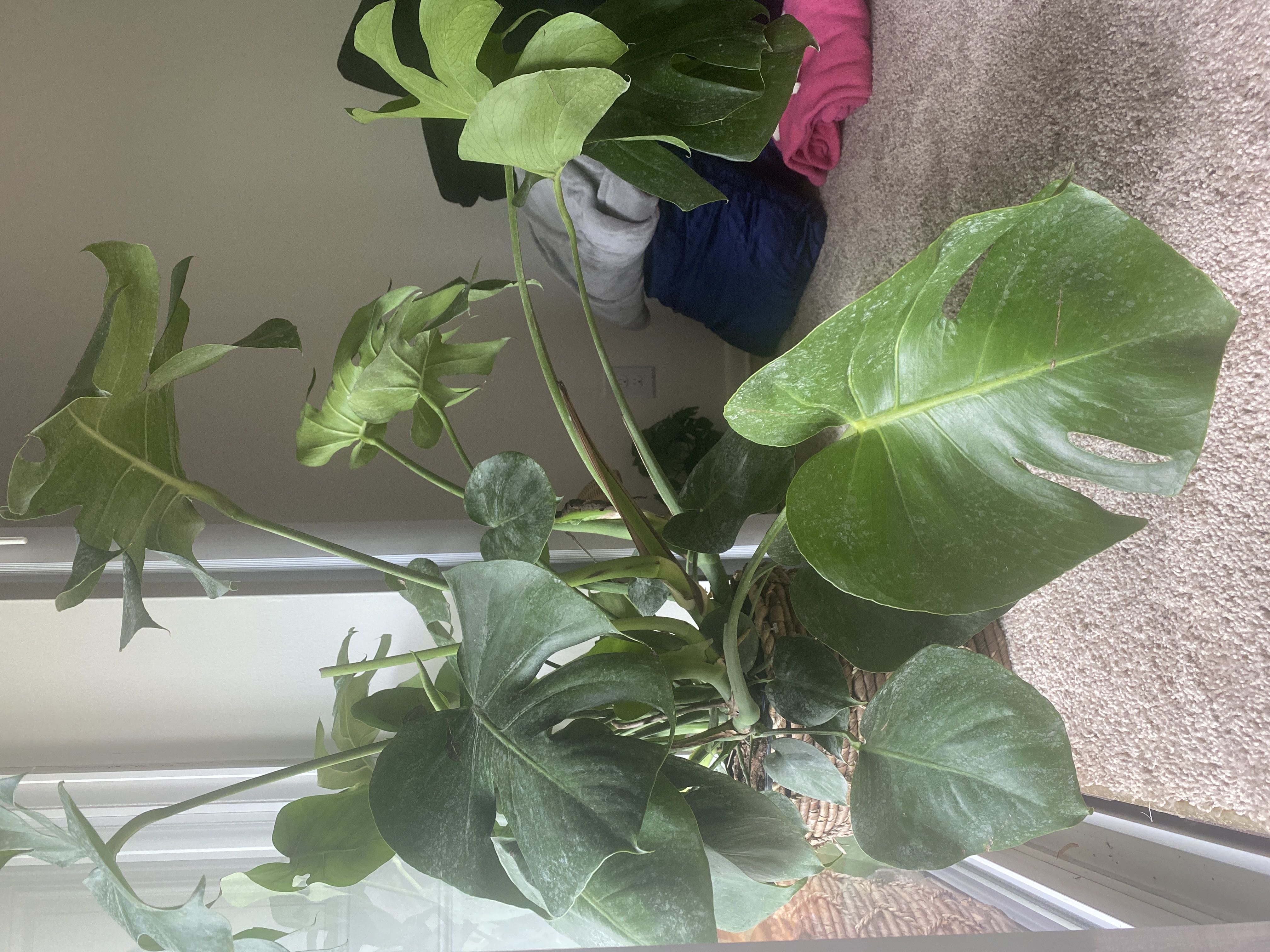 Monstera's weird guttation and new leaf