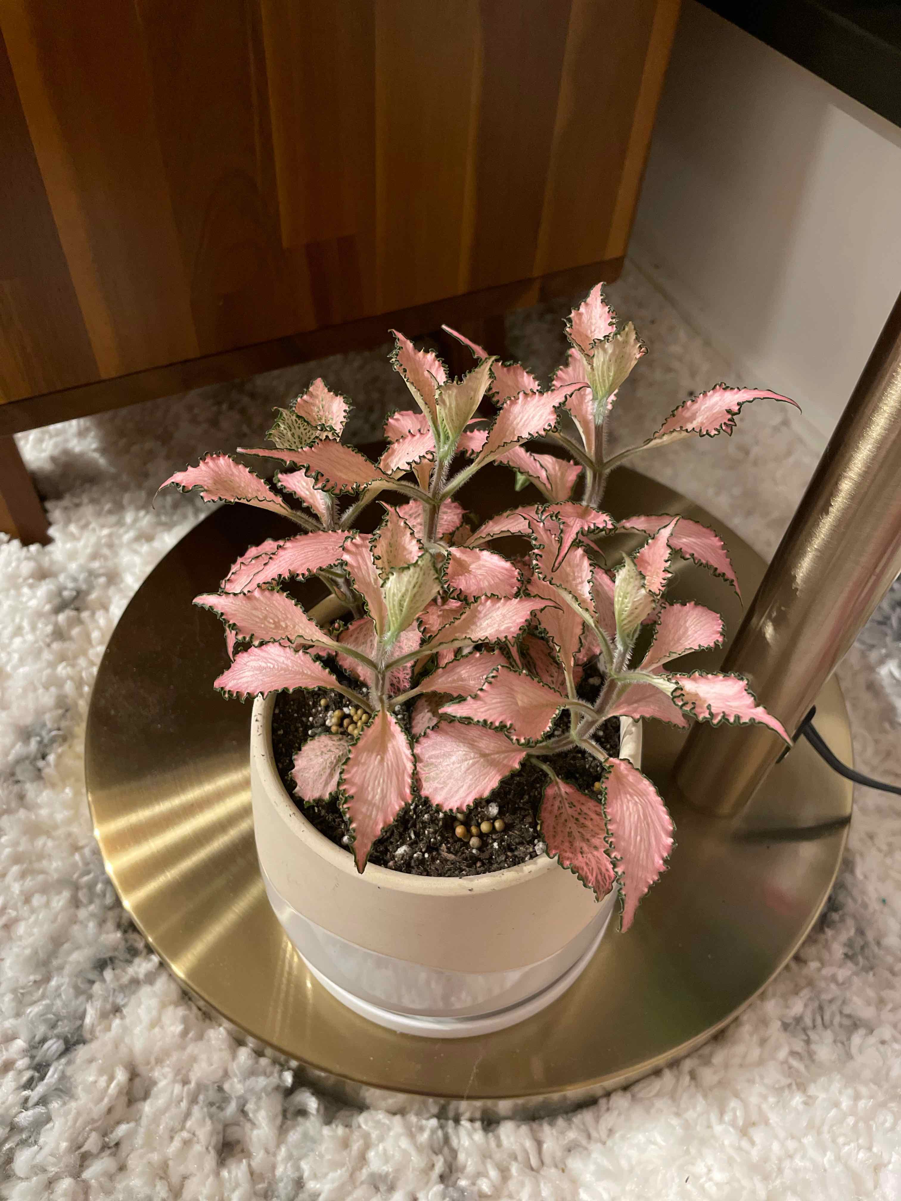 Common Pink Angel Nerve Plant Problems