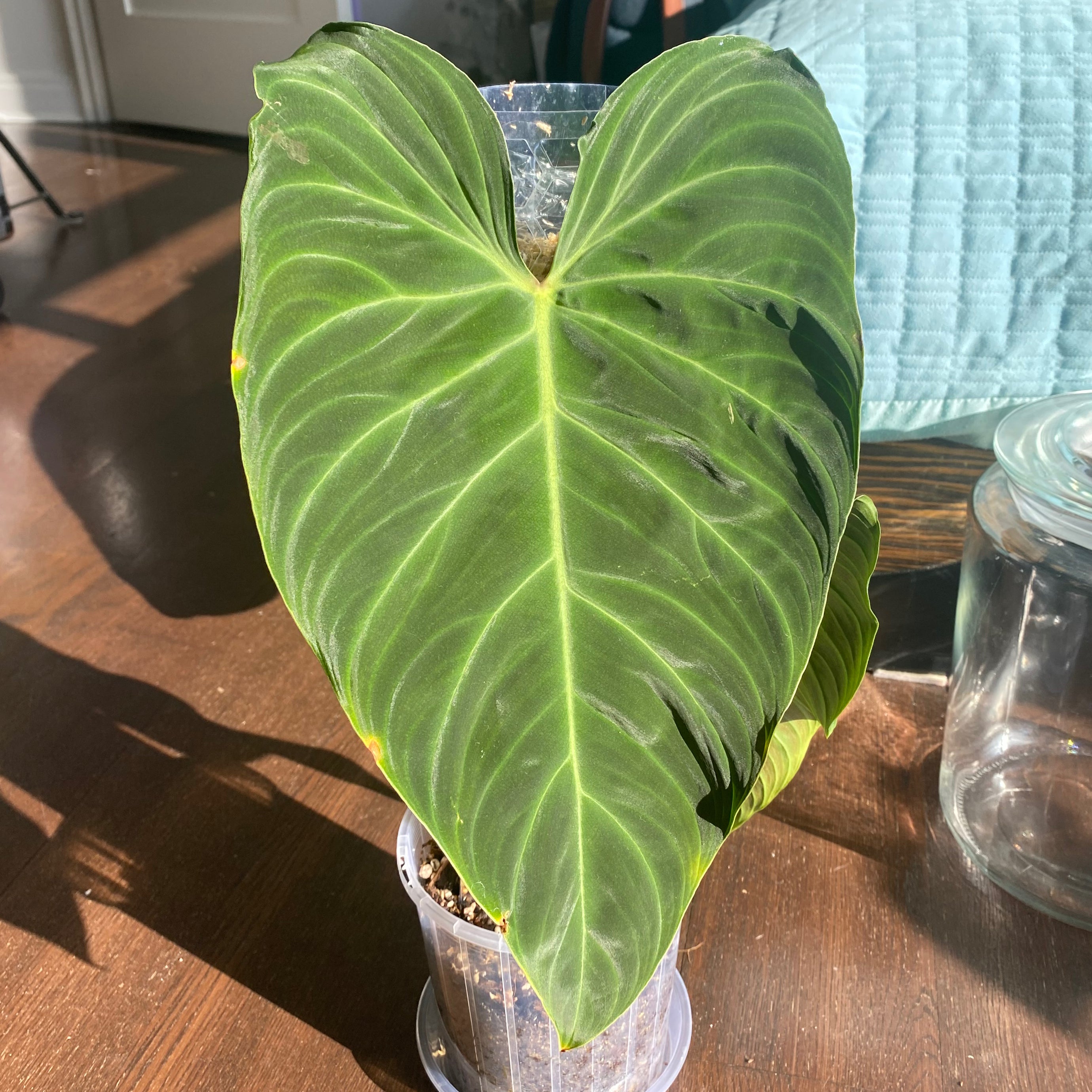 Diagnosing philodendron splendid root rot