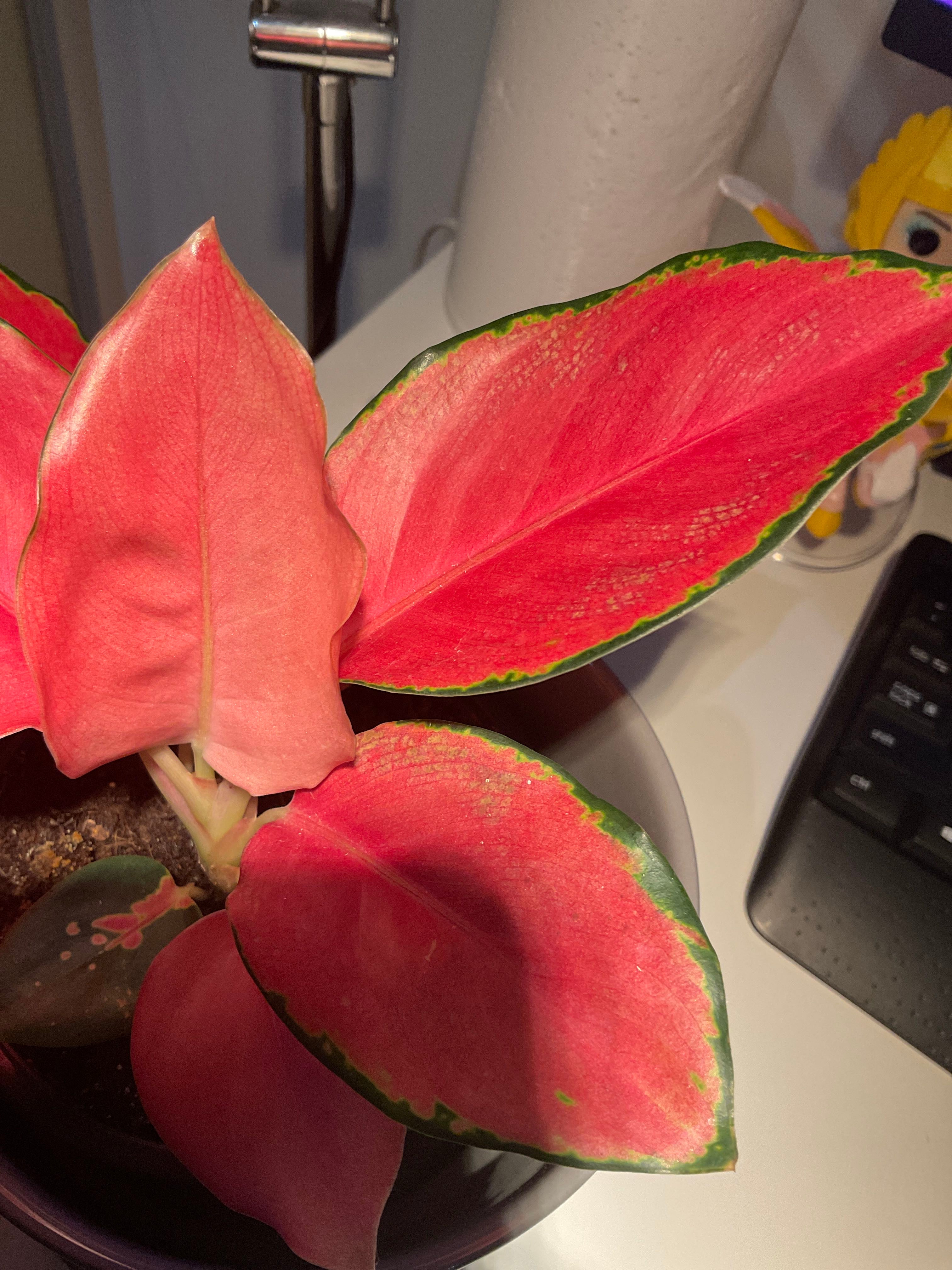 The Complete Aglaonema Spitfire Plant Care Guide: Water, Light & Beyond