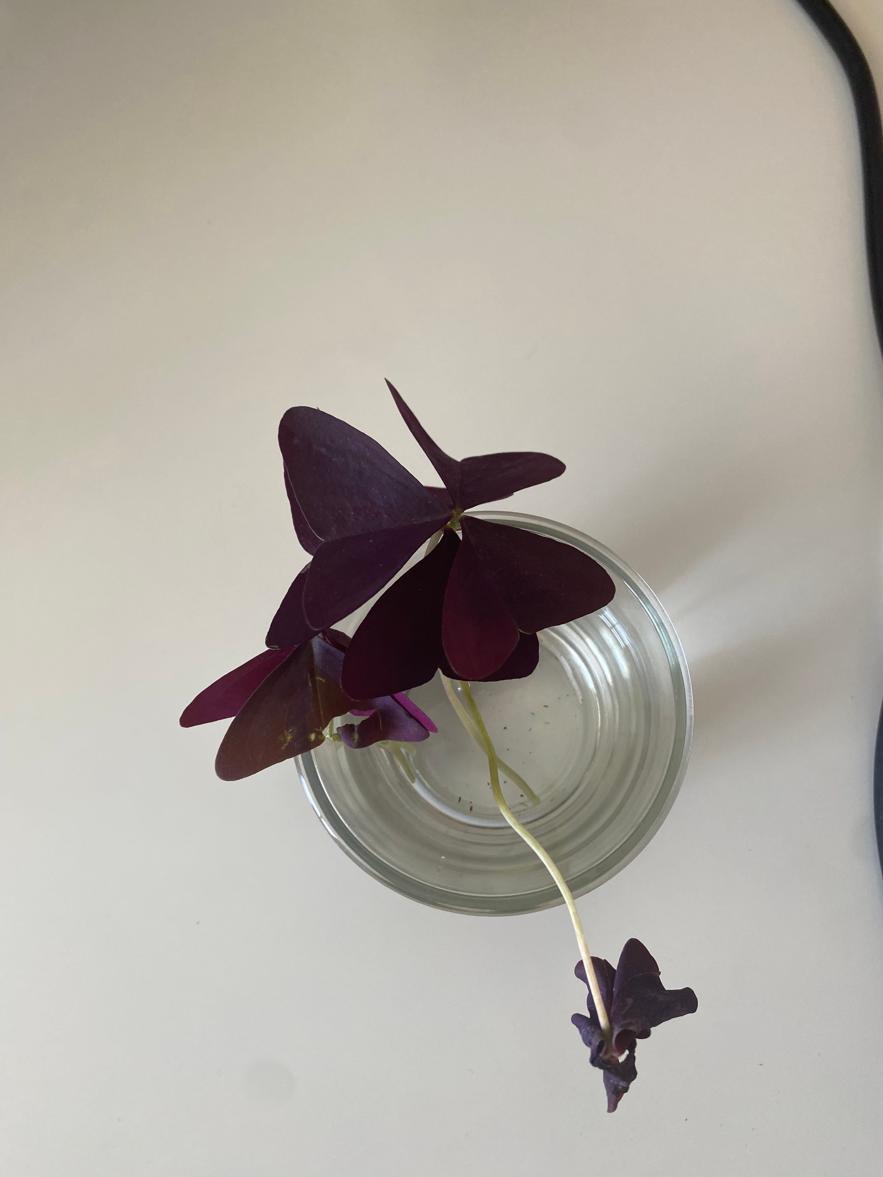 Can you propagate Triangulus oxalis with stems on water?