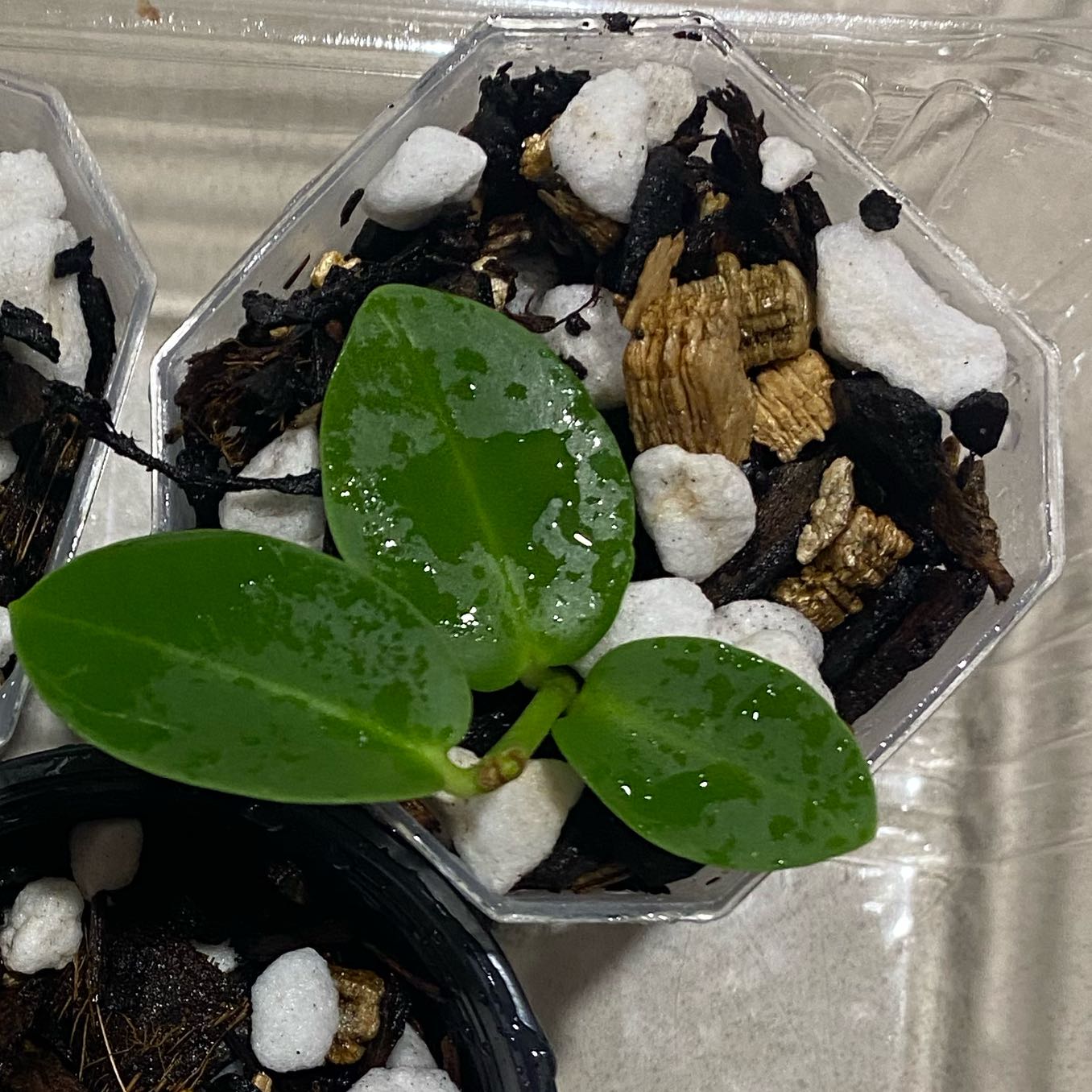 hoya cumingiana root rot Solutions