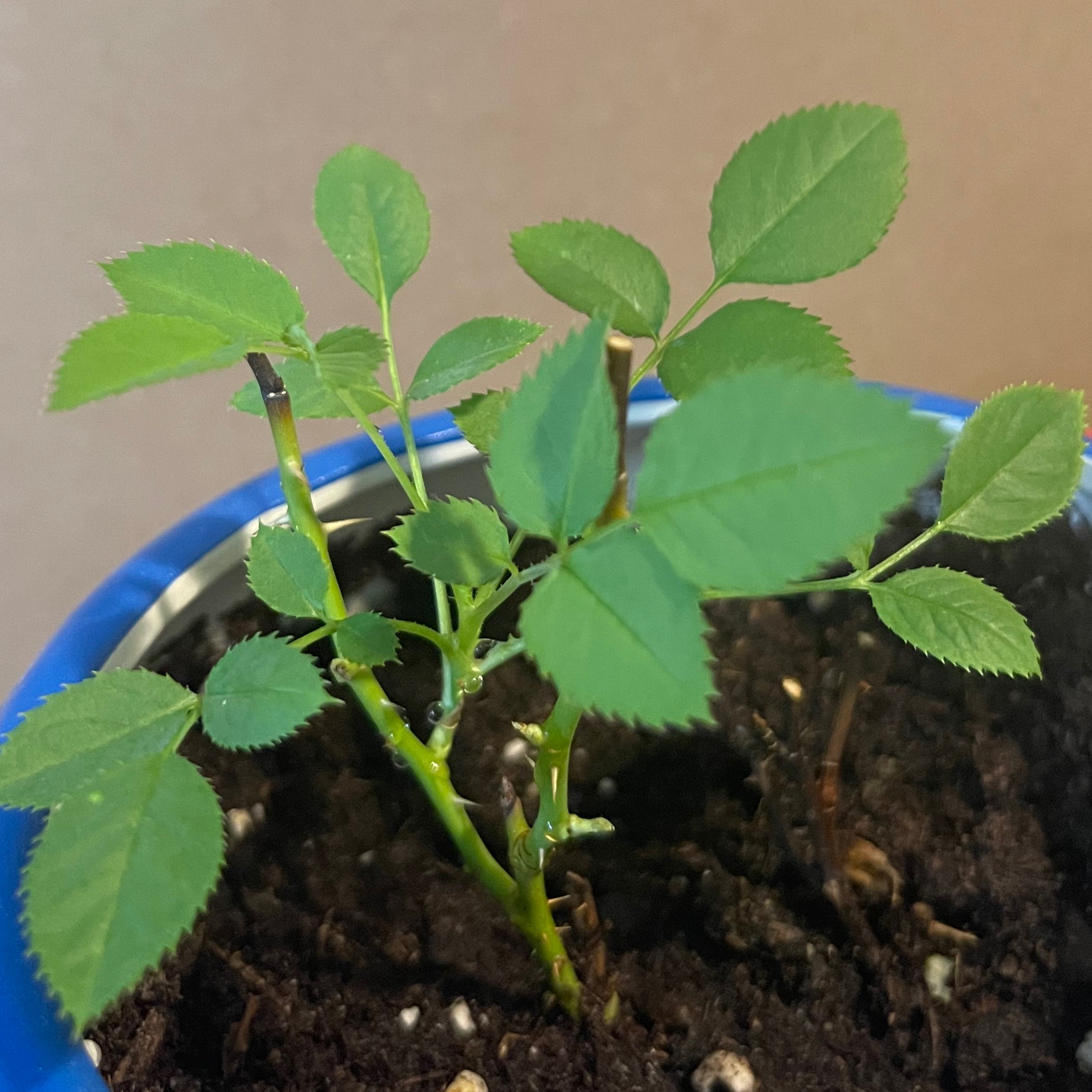 Why Are My Multiflora Rose Leaves Curling?