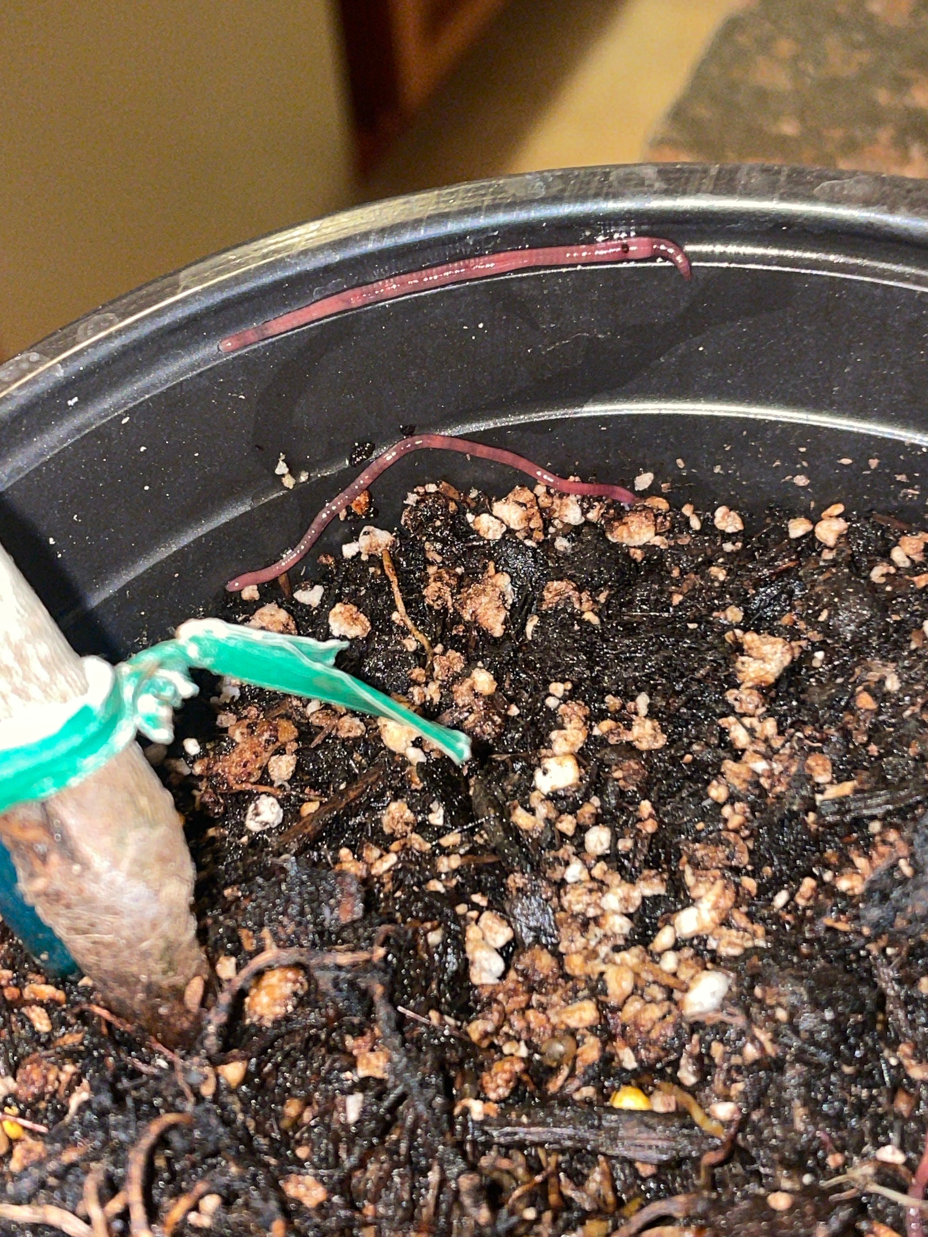 Small red worms in my Croton