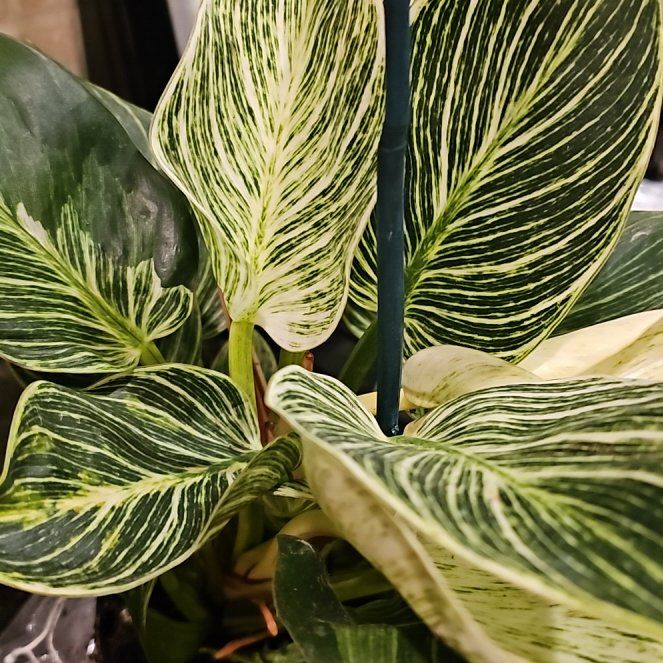 Athena | A plant by @OverseerColeus on Greg
