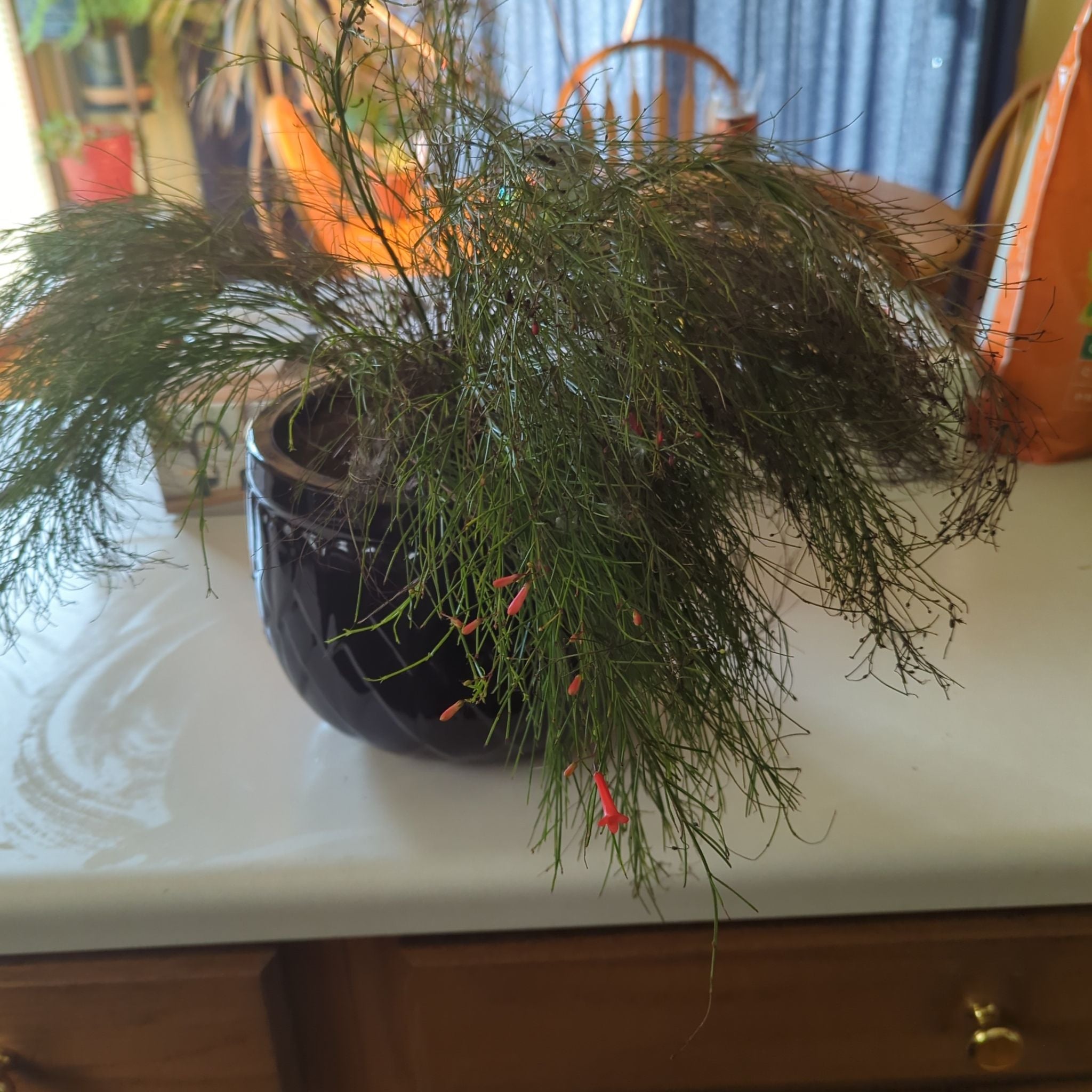 🎇 Propagating Firecracker Plant: Step-by-Step Guide