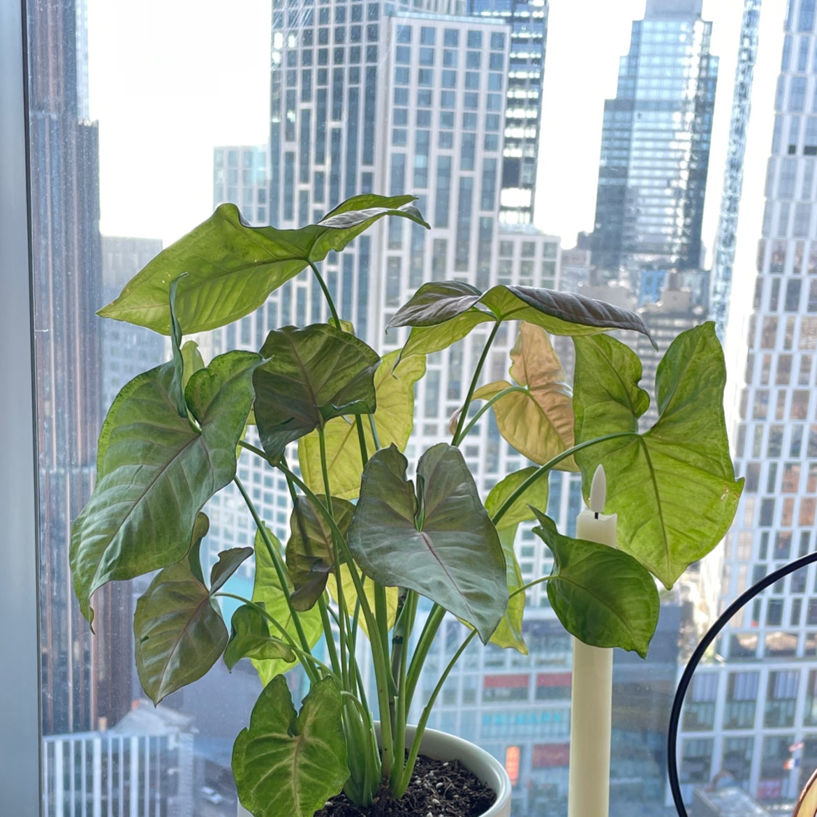 Your Pink Syngonium's Light Needs