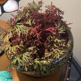 How to Care for Ruby Red Club Moss: Mastering Water, Sunlight & More