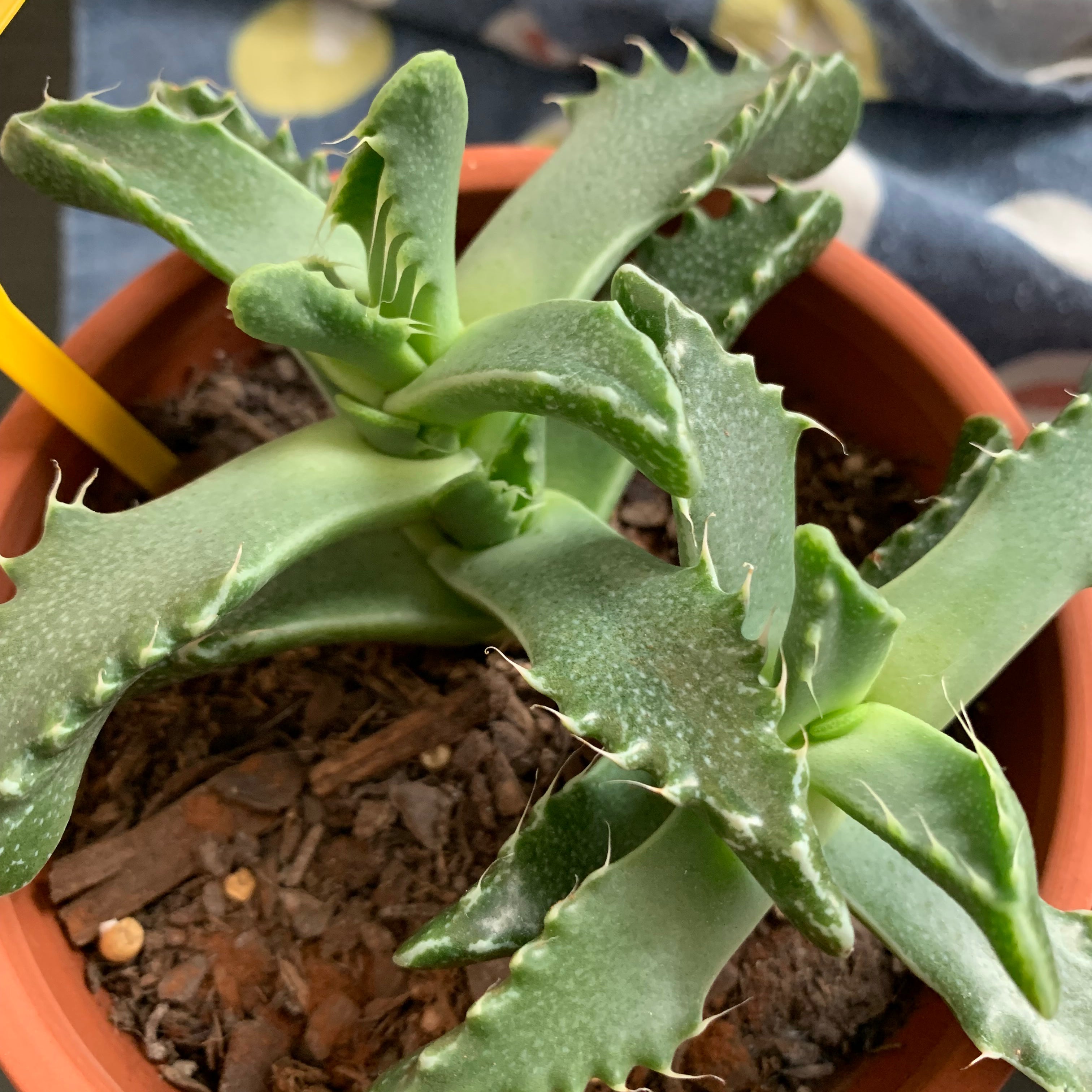 Vrtra and Hraesvelgr | A plant by @Shishi on Greg