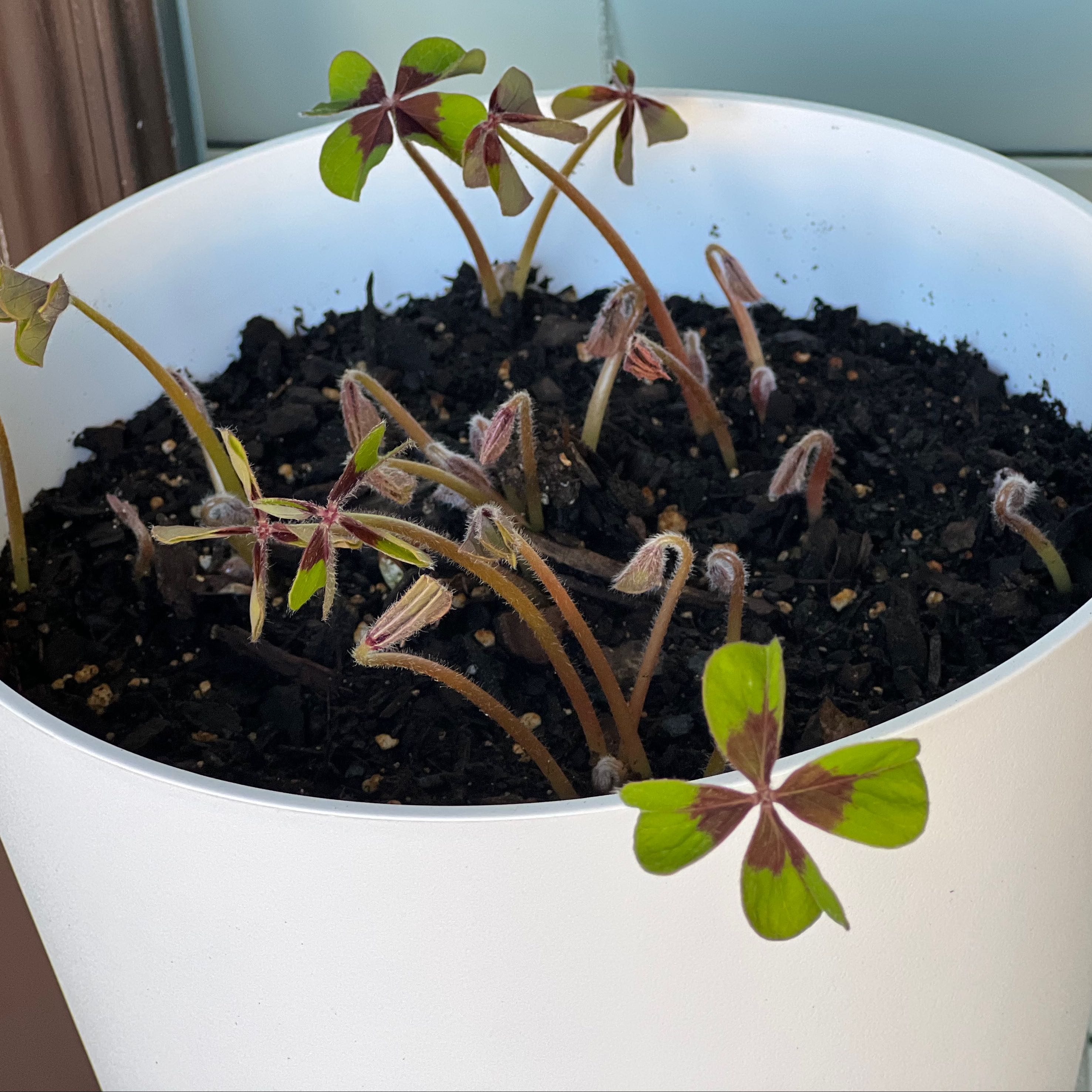 🍀 Propagating Your Shamrock: Step-by-Step Guide