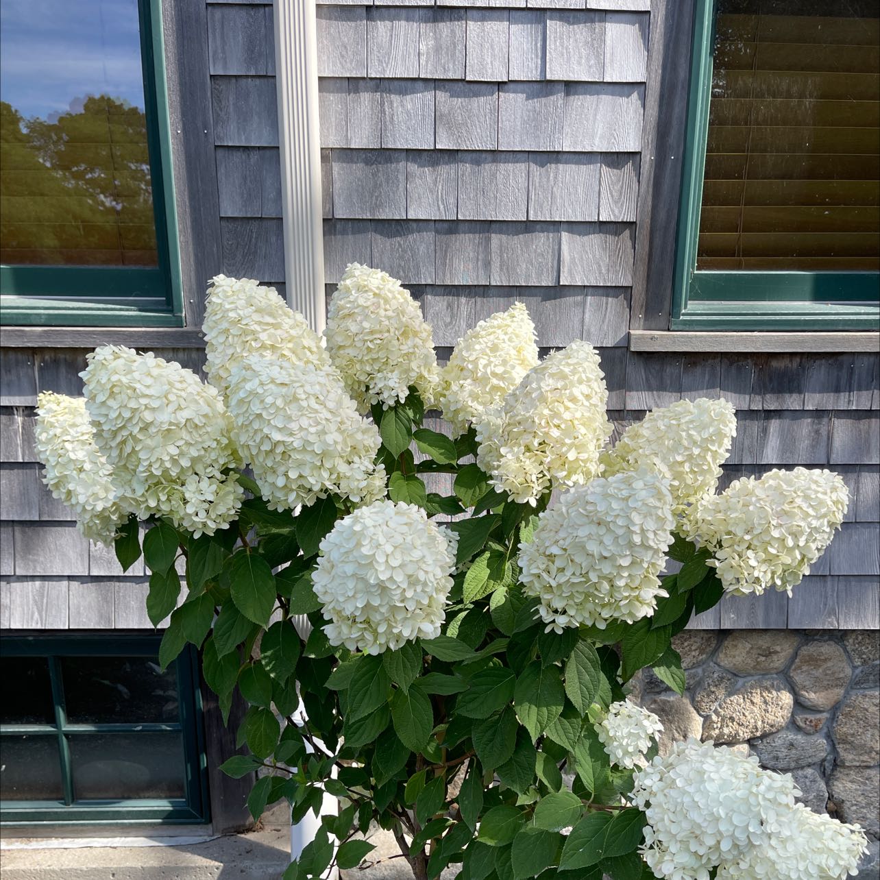 Propagating Your Panicle Hydrangea: Step-by-Step Guide