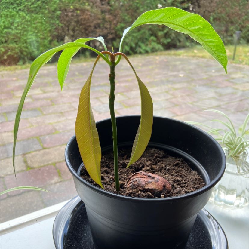 Common Mango Problems