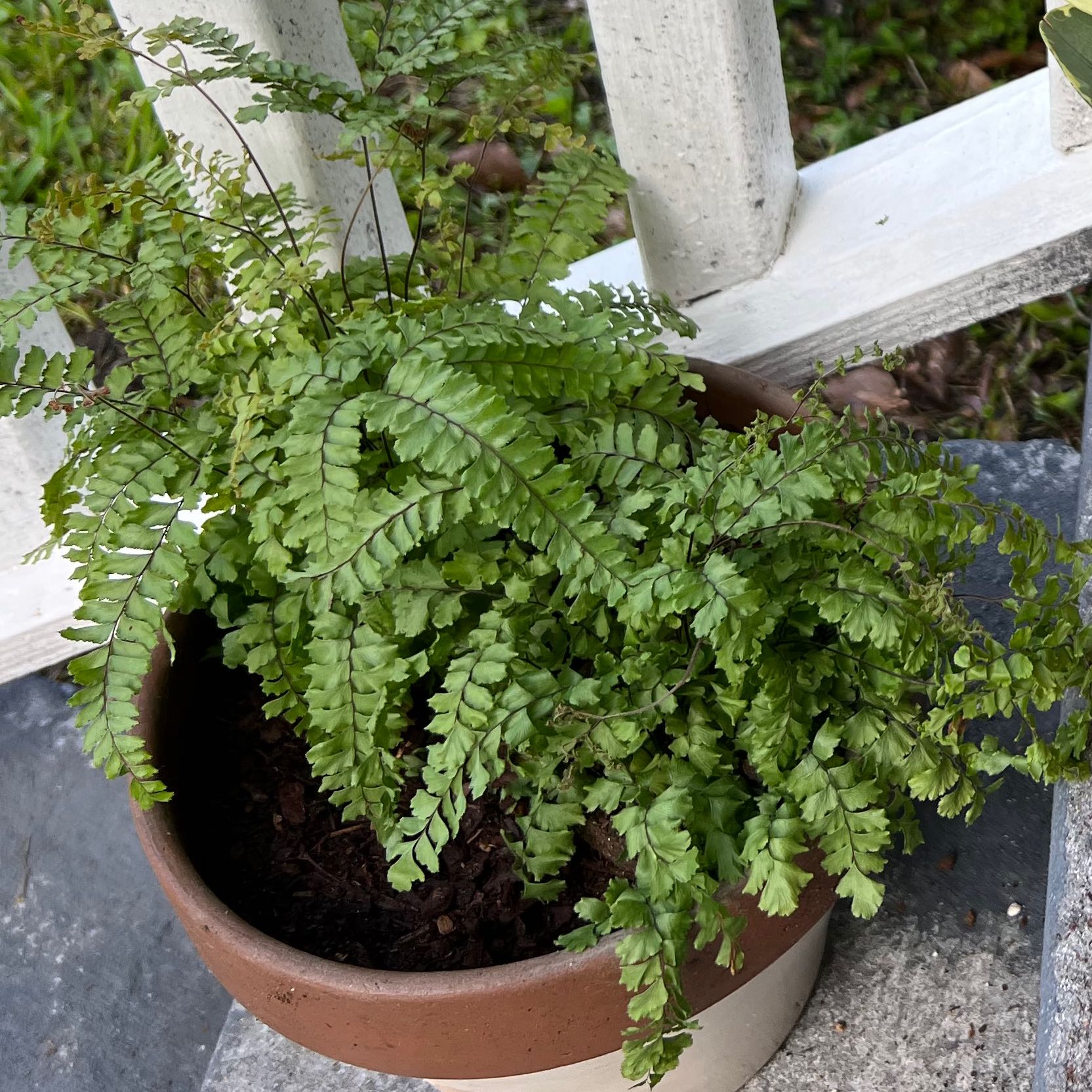🐛 What To Do About Bugs on My Rough Maidenhair Fern?