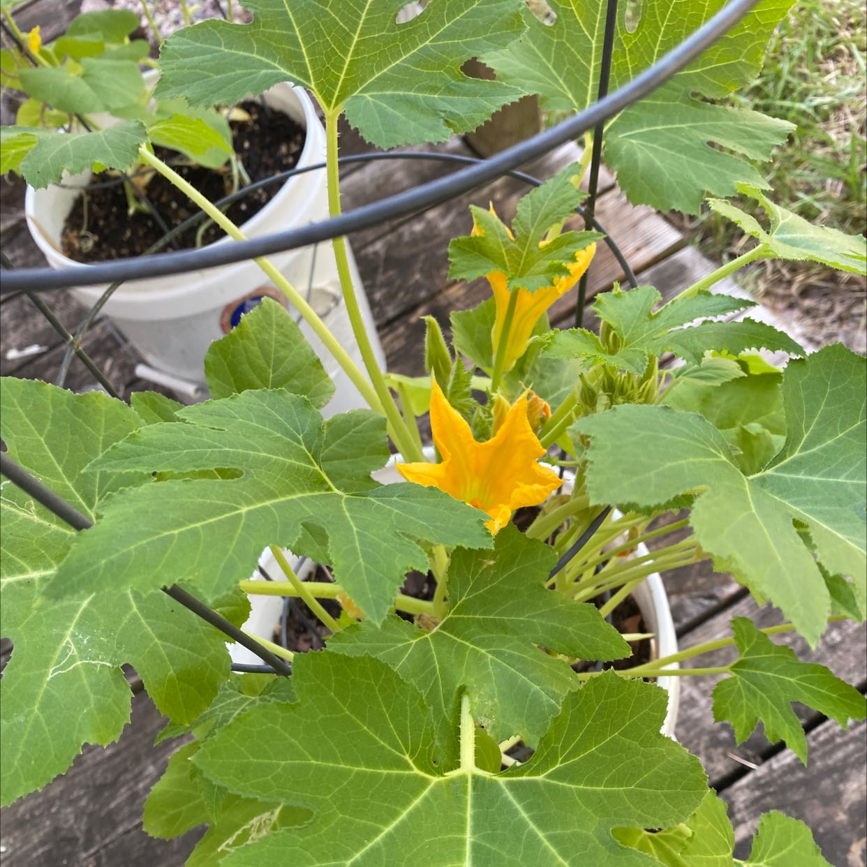 🌞 Is My Summer Squash Getting Too Much Direct Sunlight?
