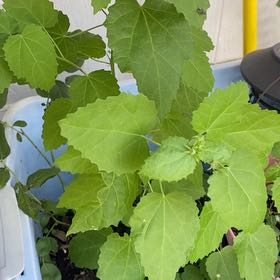 Texas Swamp Mallow Plant Care: Water, Light, Nutrients | Greg App 🌱