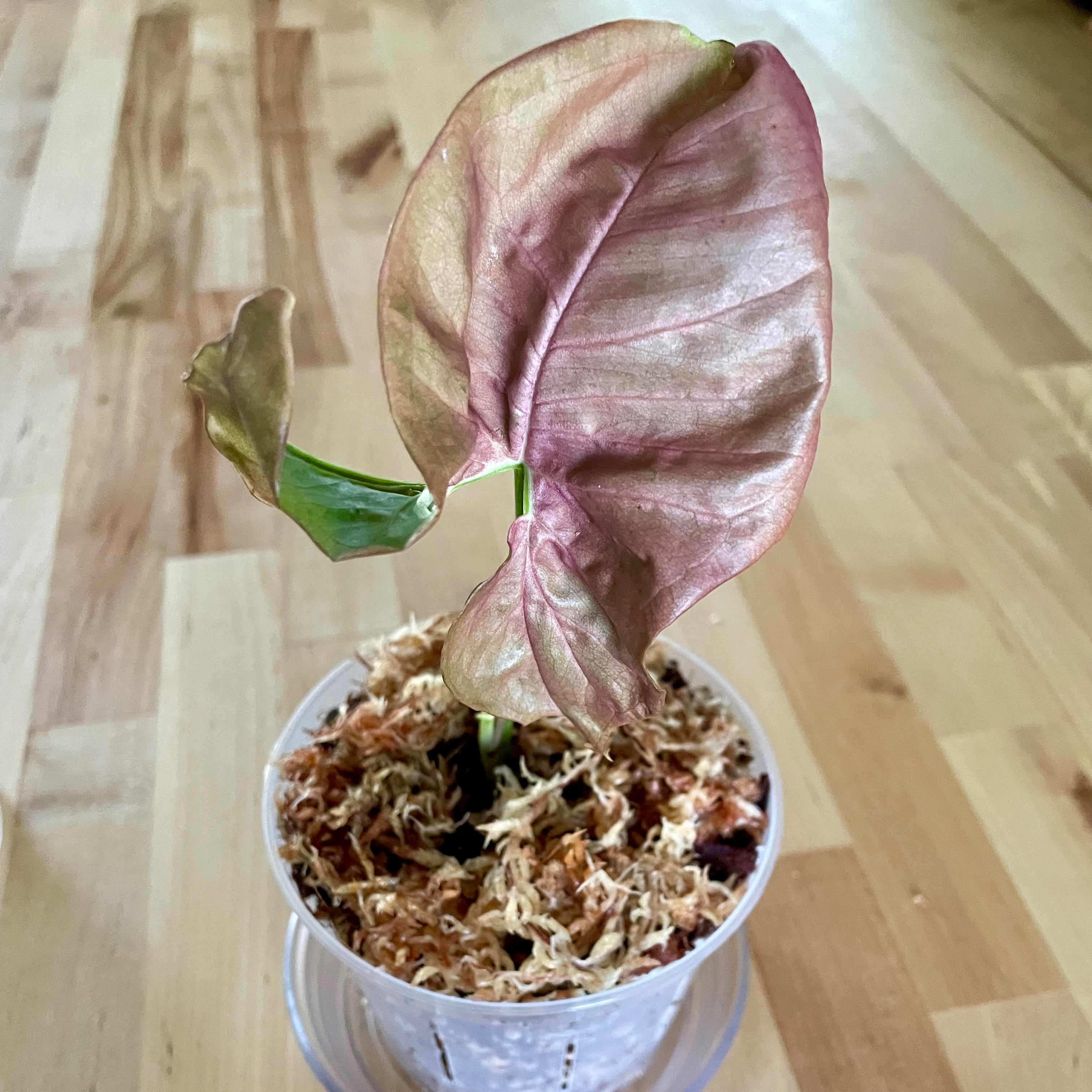 How Do I Cure Syngonium 'Neon Robusta' Root Rot?