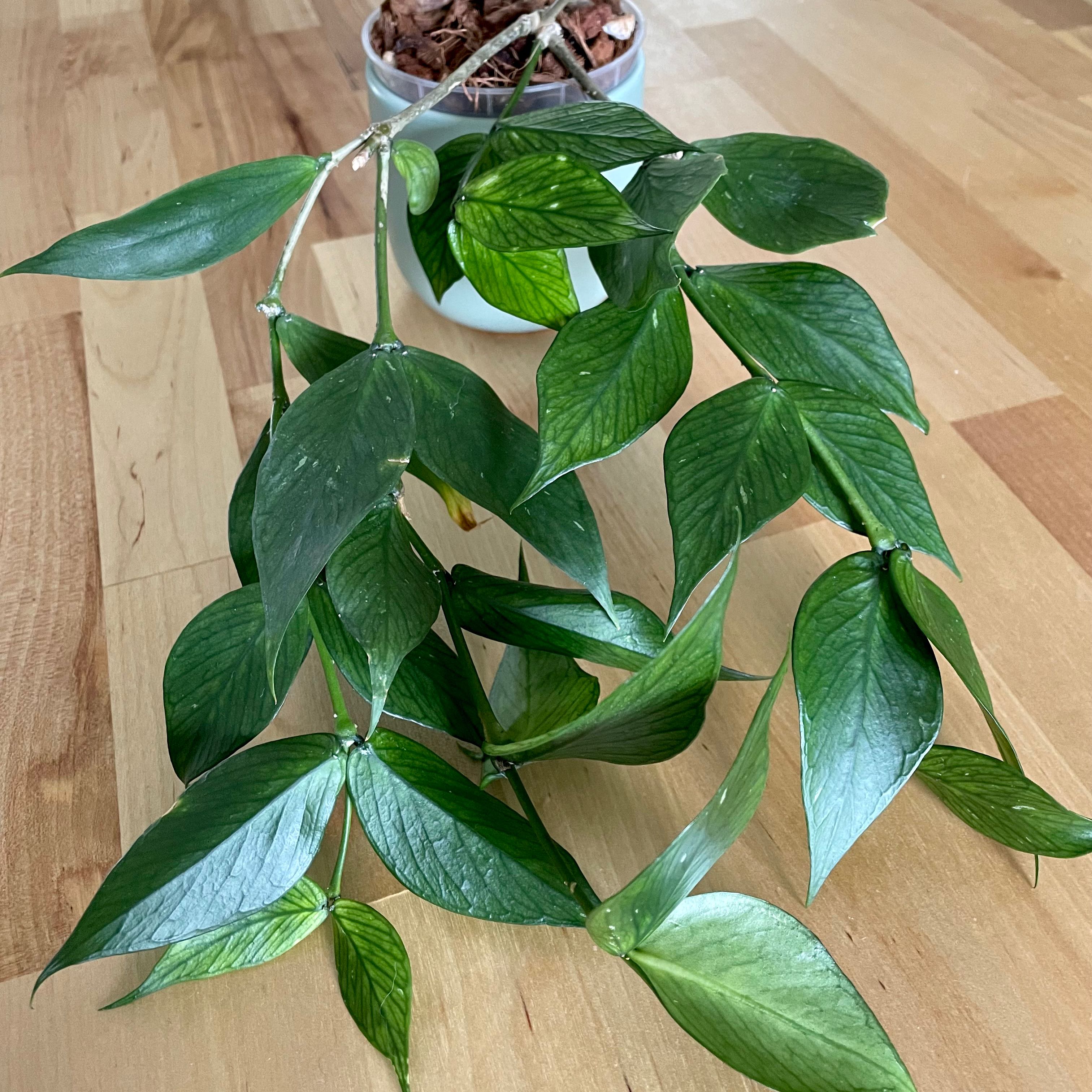 Why Are There Black Spots on My Fishtail Hoya Leaves?