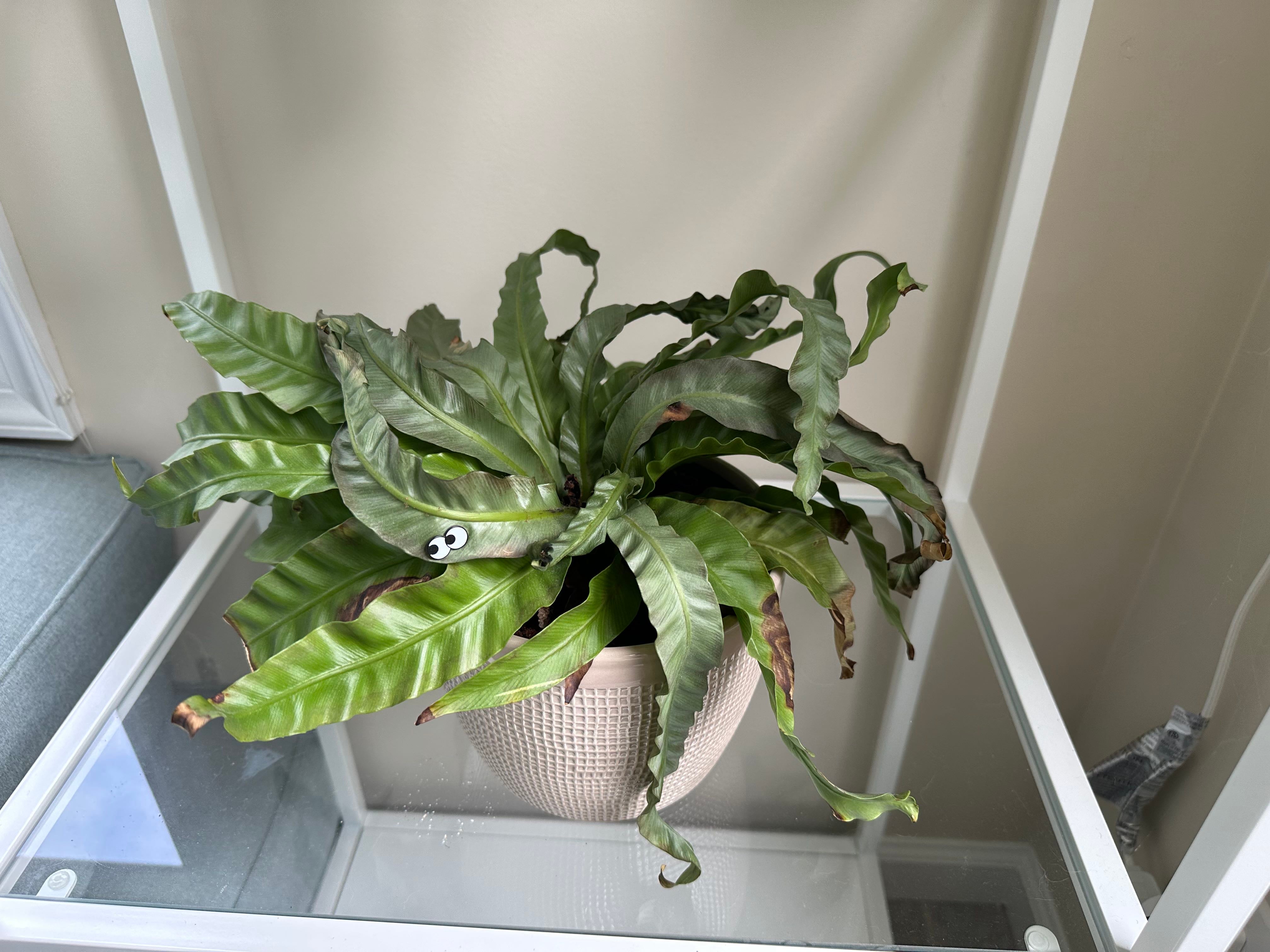 Hurricane Fern Plant Care: Water, Light, Nutrients | Greg App 🌱