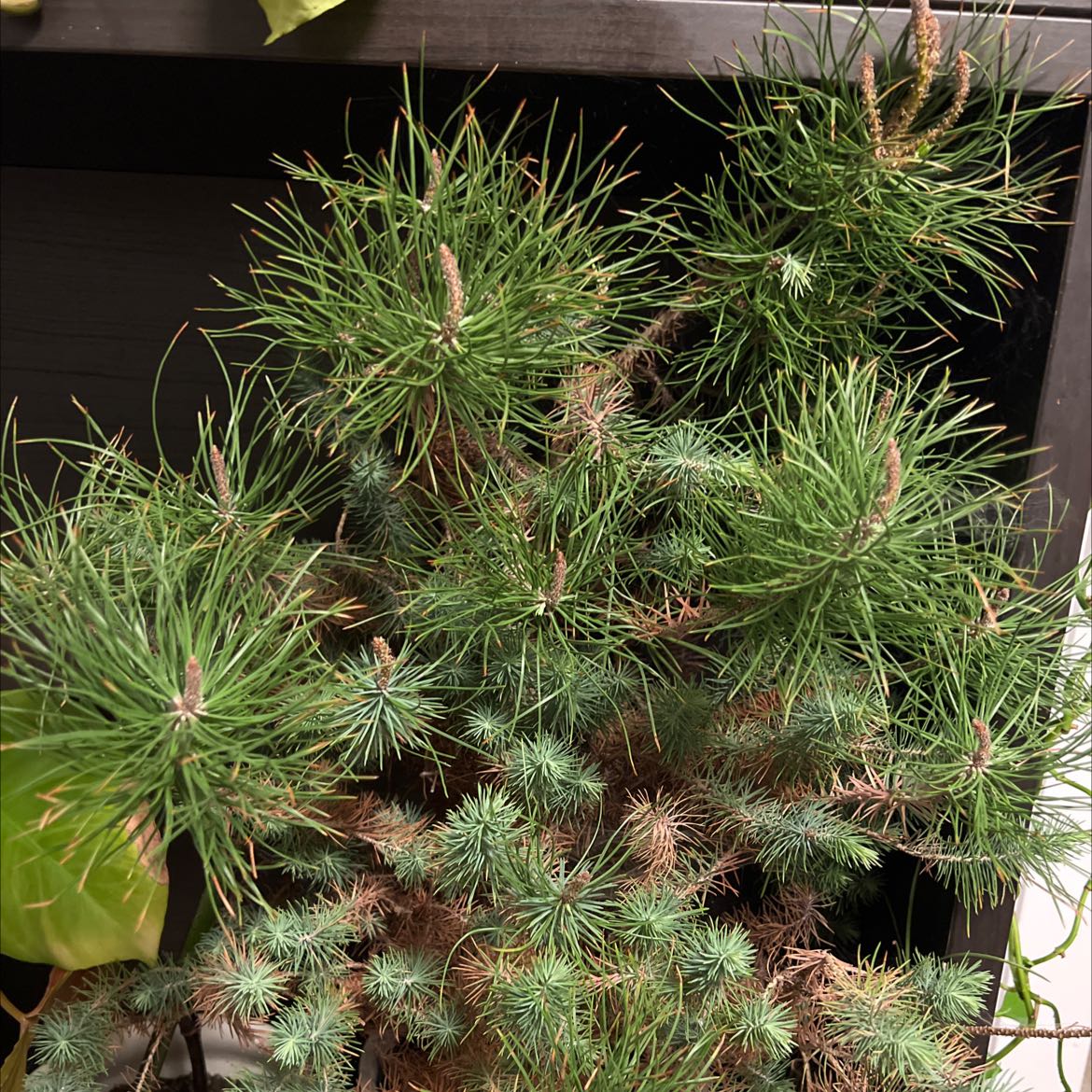 🌲 Why Are My Blue Spruce Leaves Turning Yellow?