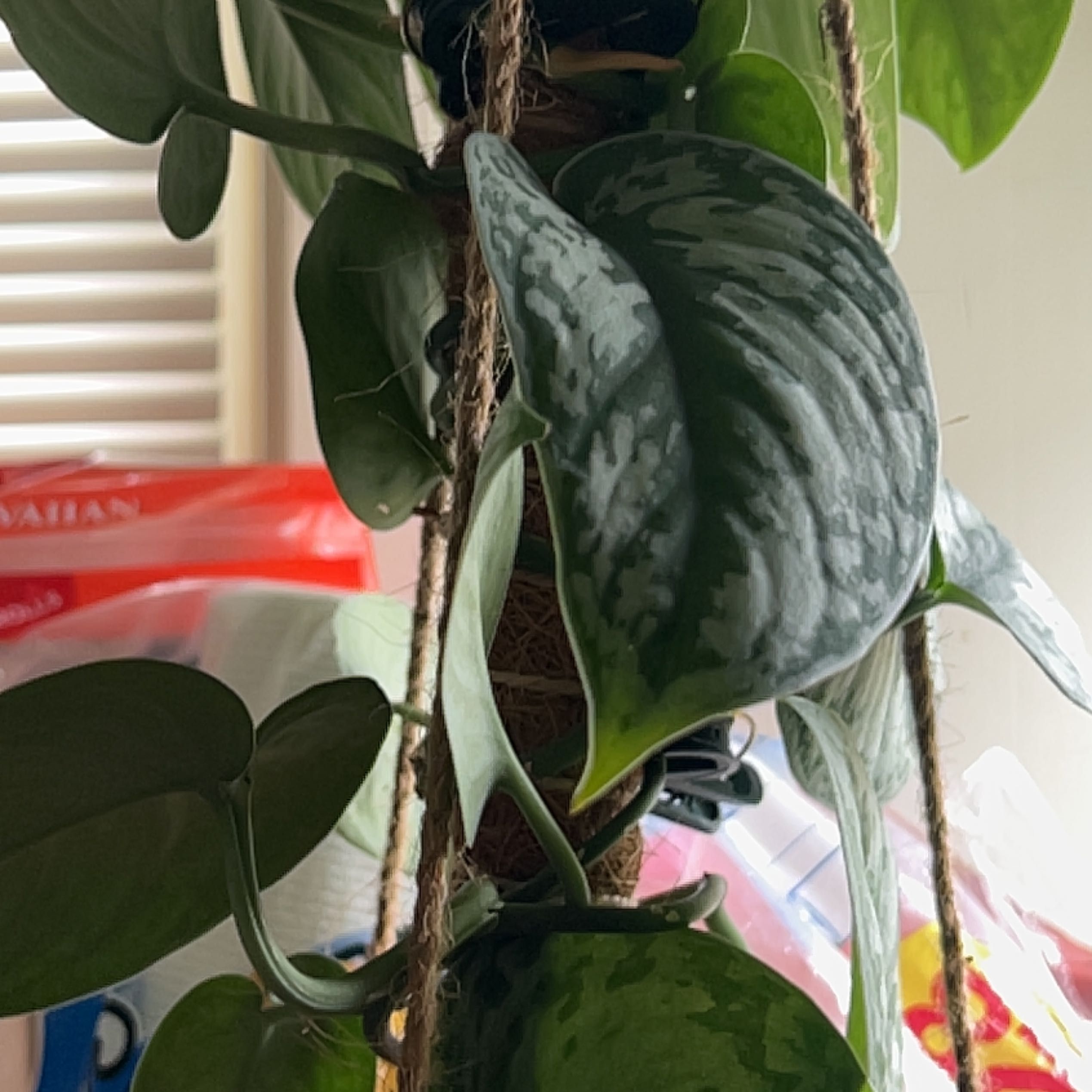 Zeus | A plant by @GuiltfreeFlax on Greg