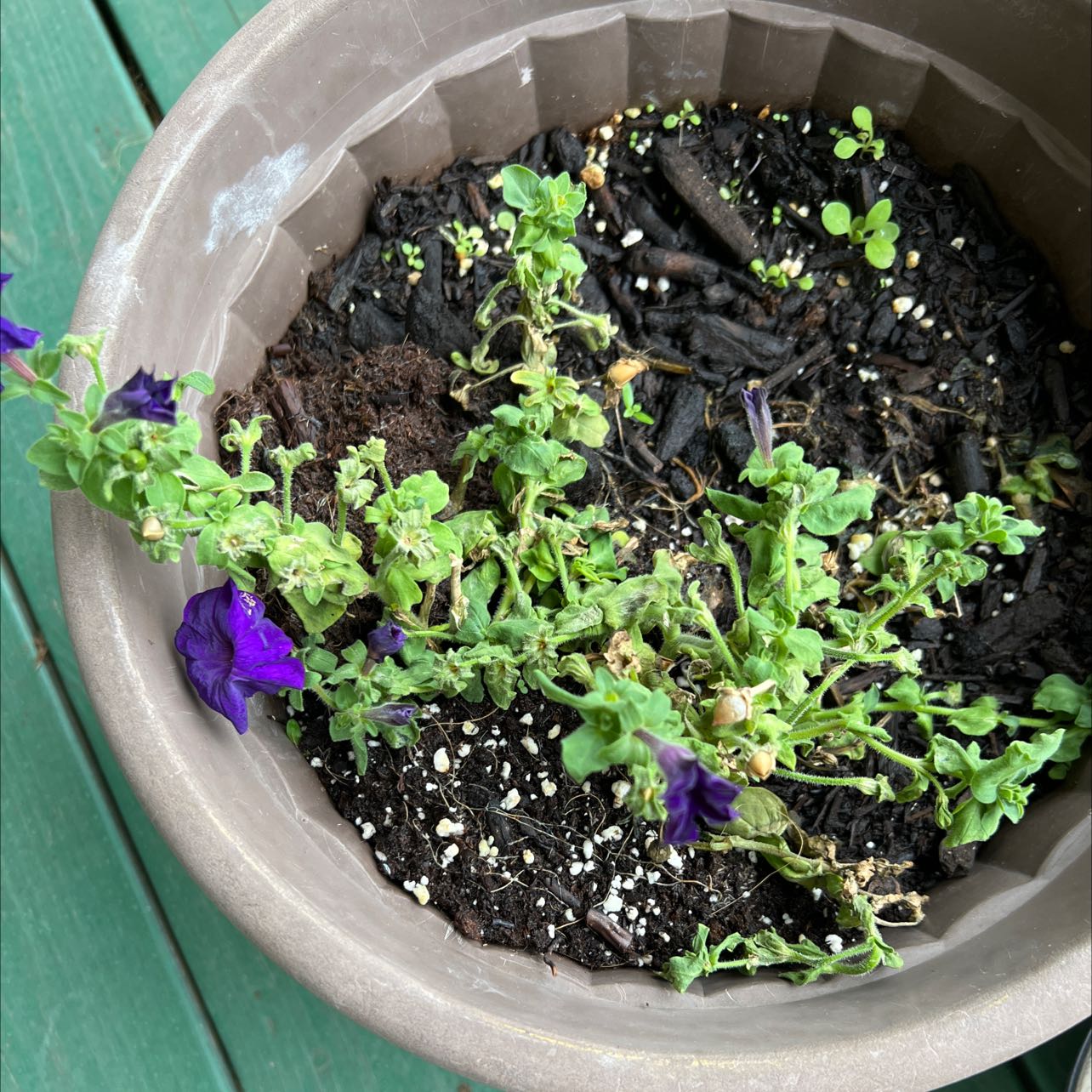 How Do I Fix Night Sky Petunia Root Rot?