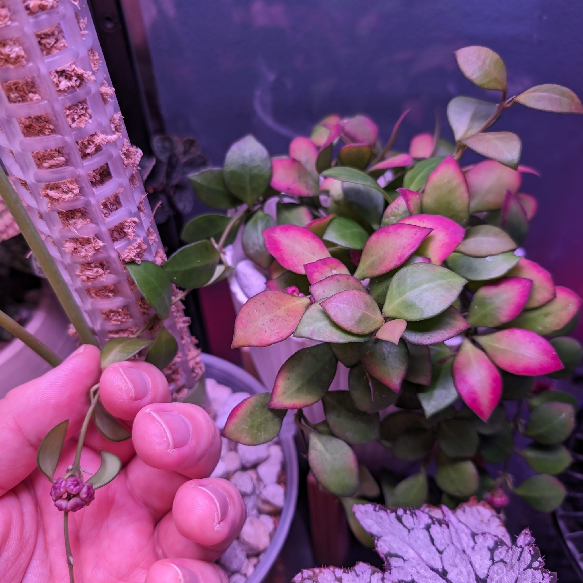 💧 How Much Humidity Does My Hoya heuschkeliana Need?