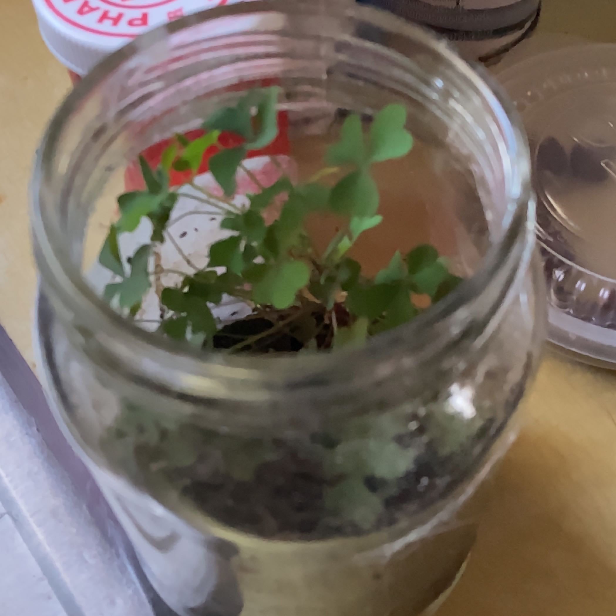 Clover Broomrape Plant Care: Water, Light, Nutrients | Greg App 🌱