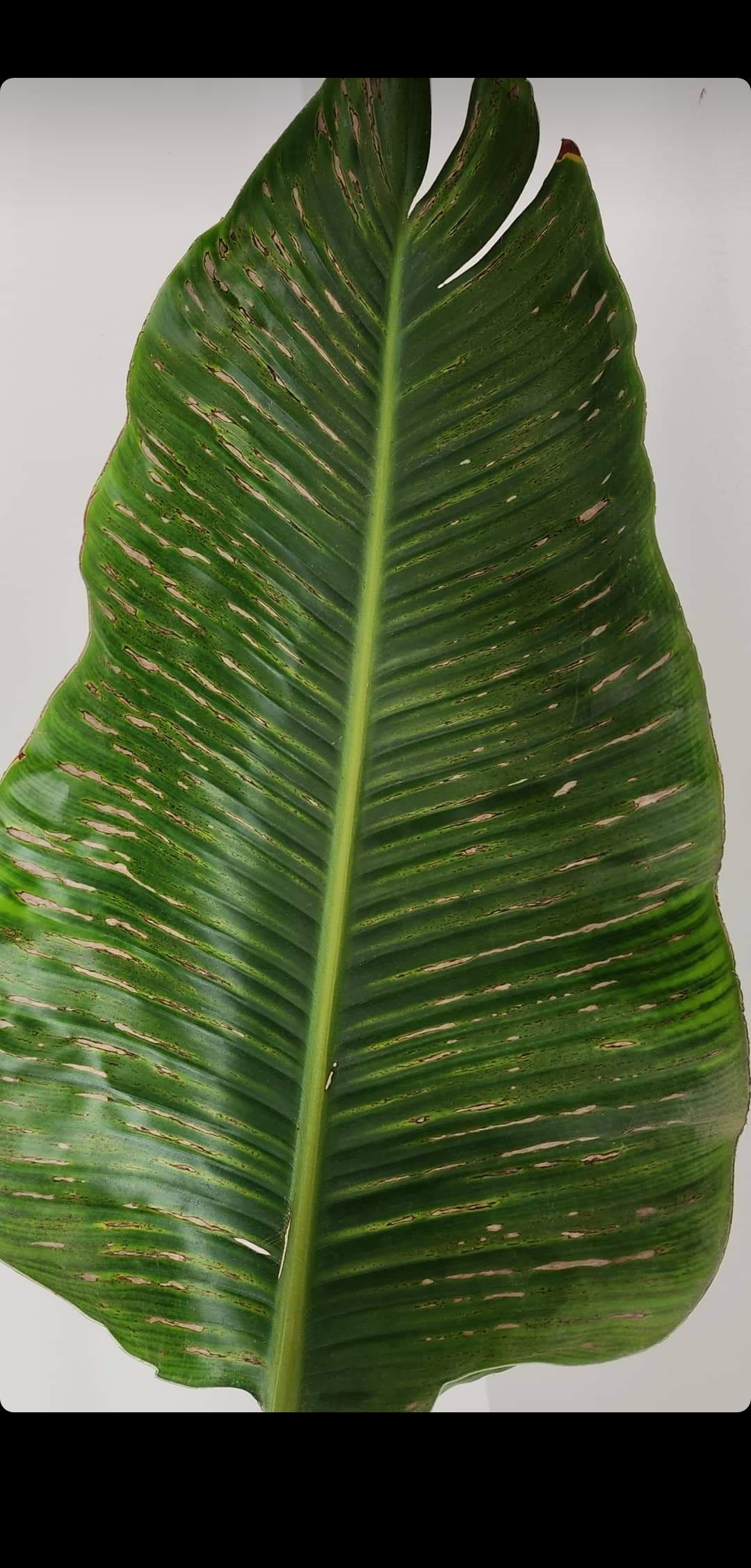 Banana plant leaf markings