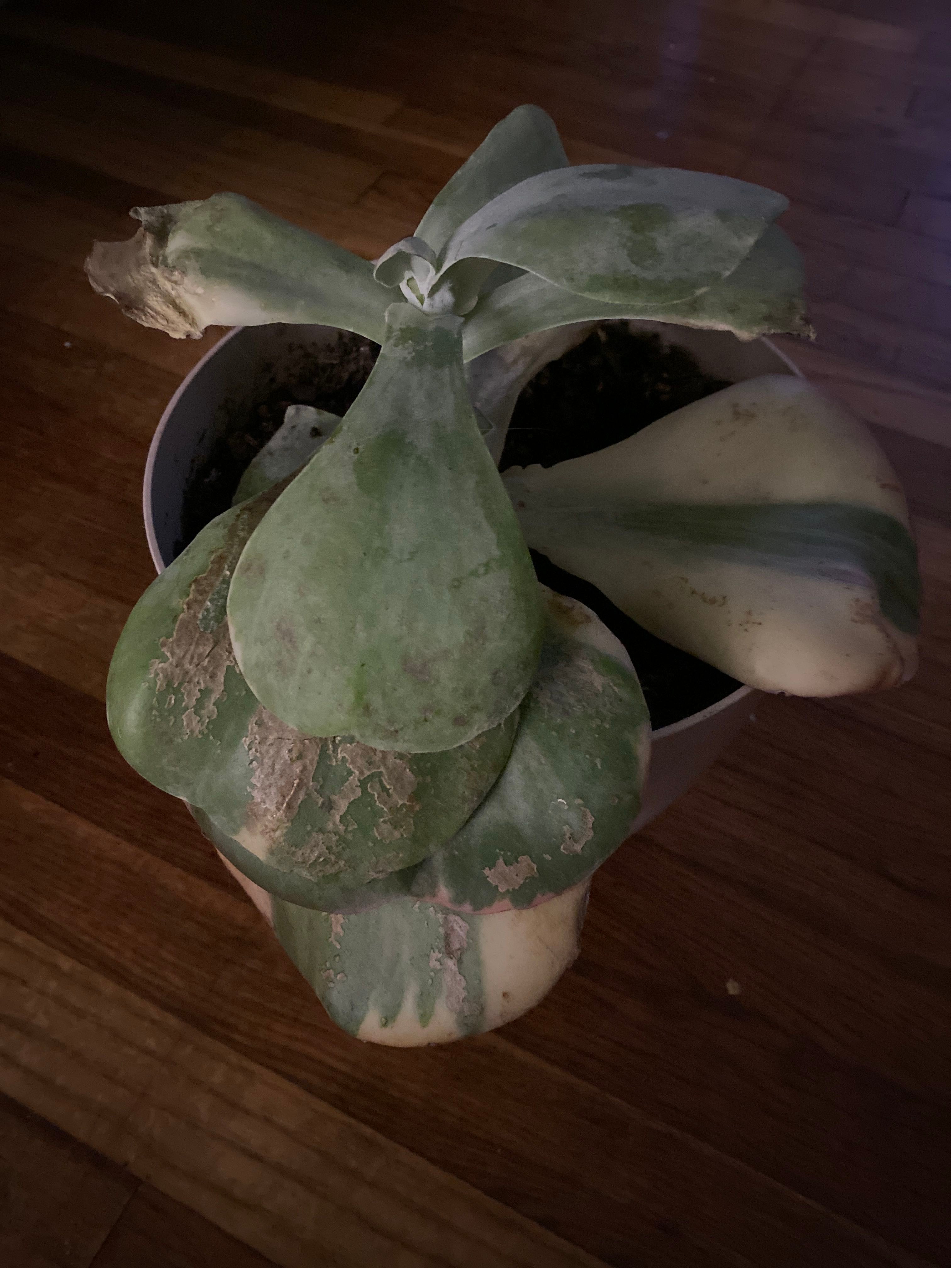 What is this on my flapjack?