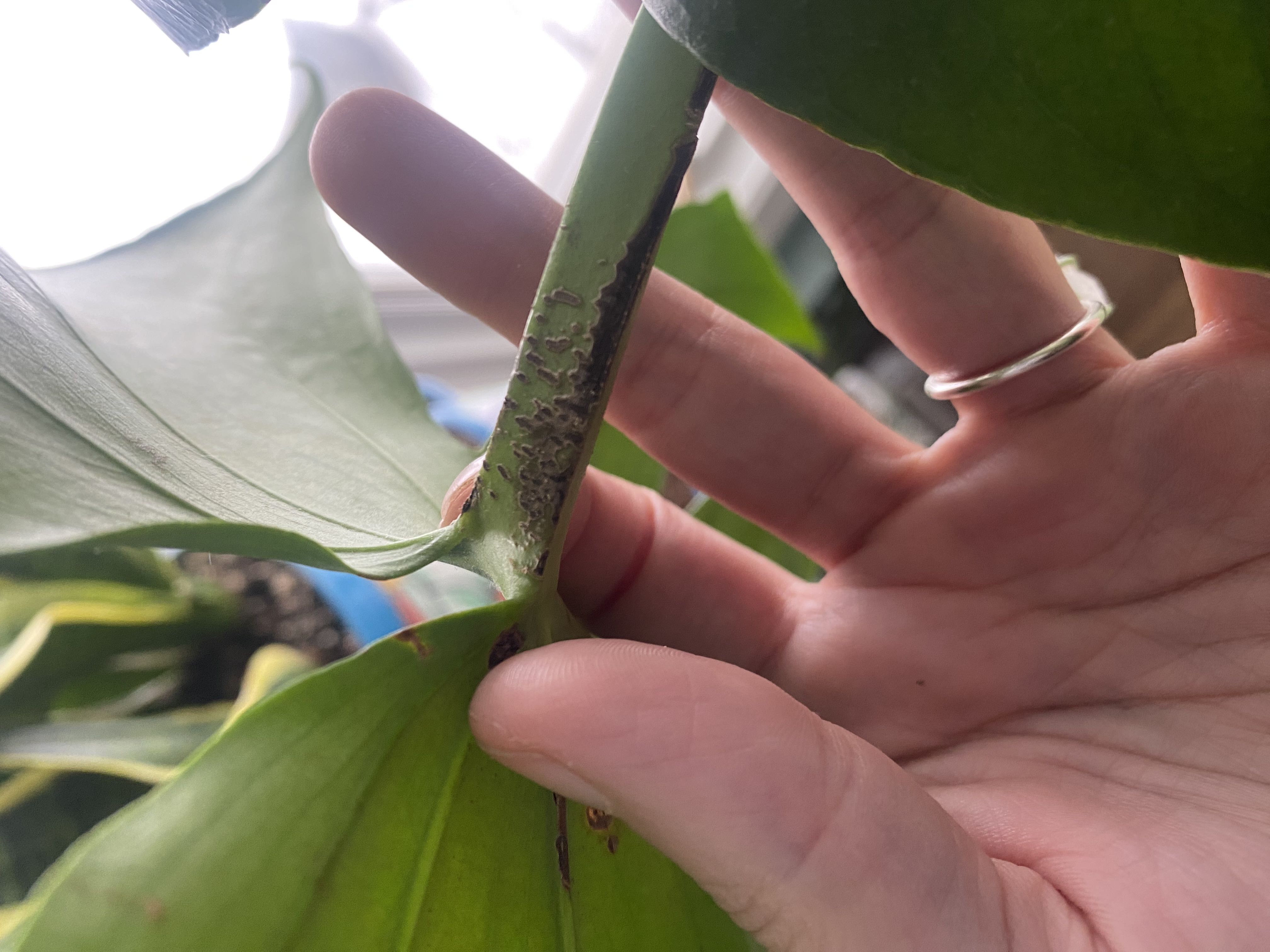 What are these spots on my Monstera?