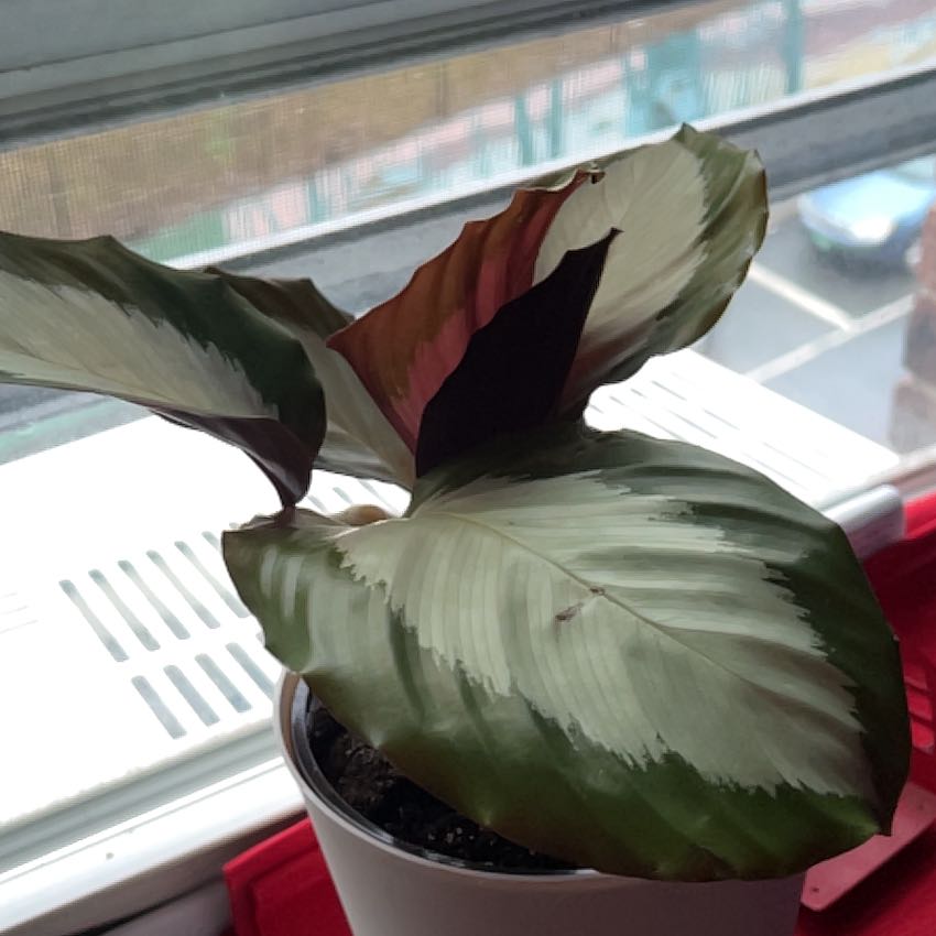 Calathea Silver (gray) Star Plant Care: Water, Light, Nutrients | Greg ...