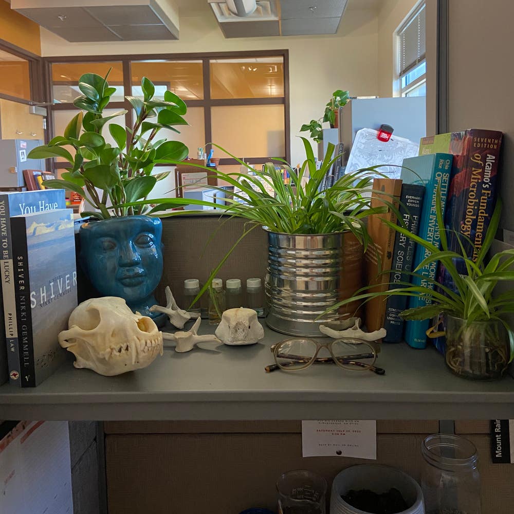 My happy desk with Spider and Baby Rubber plants My happy desk with Spider and Baby Rubber plants